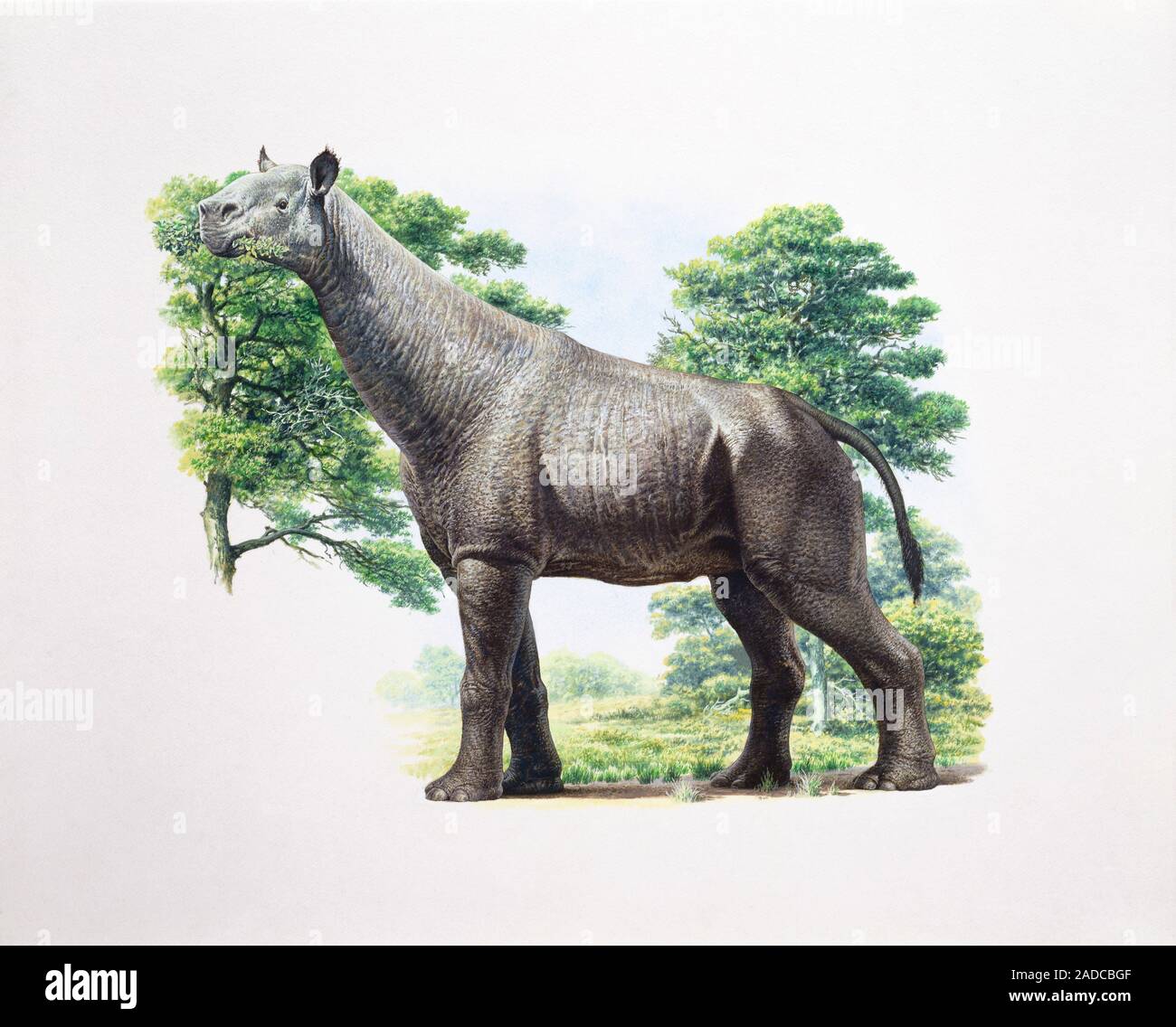Indricotherium prehistoric rhino. Computer illustration of an ...