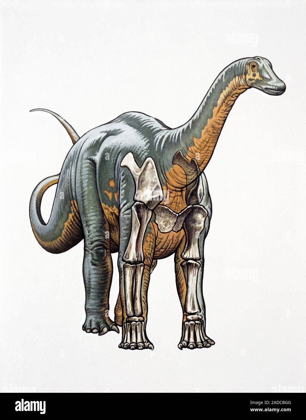 Sauropod bone structure. Cutaway computer illustration of a typical ...