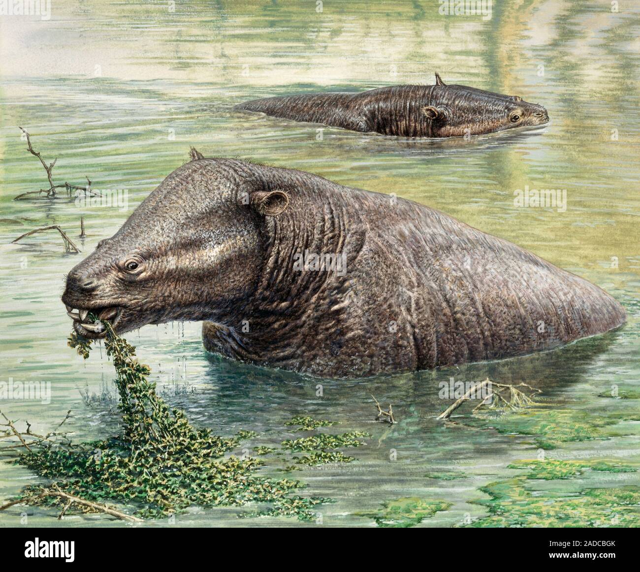 Moeritherium prehistoric mammals. Computer illustration of ...