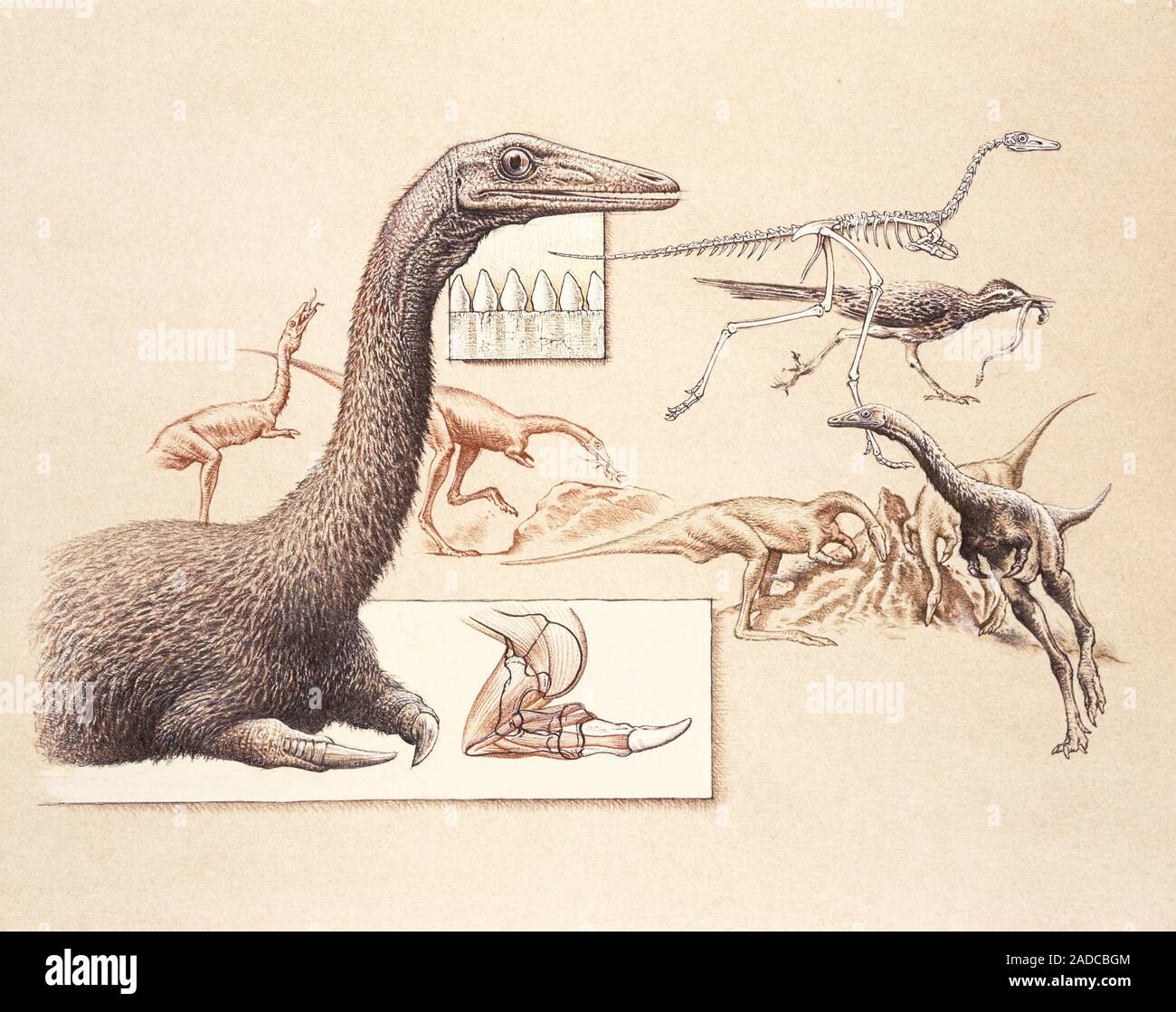 Mononykus dinosaur anatomy. Computer illustration of a Mononykus sp ...