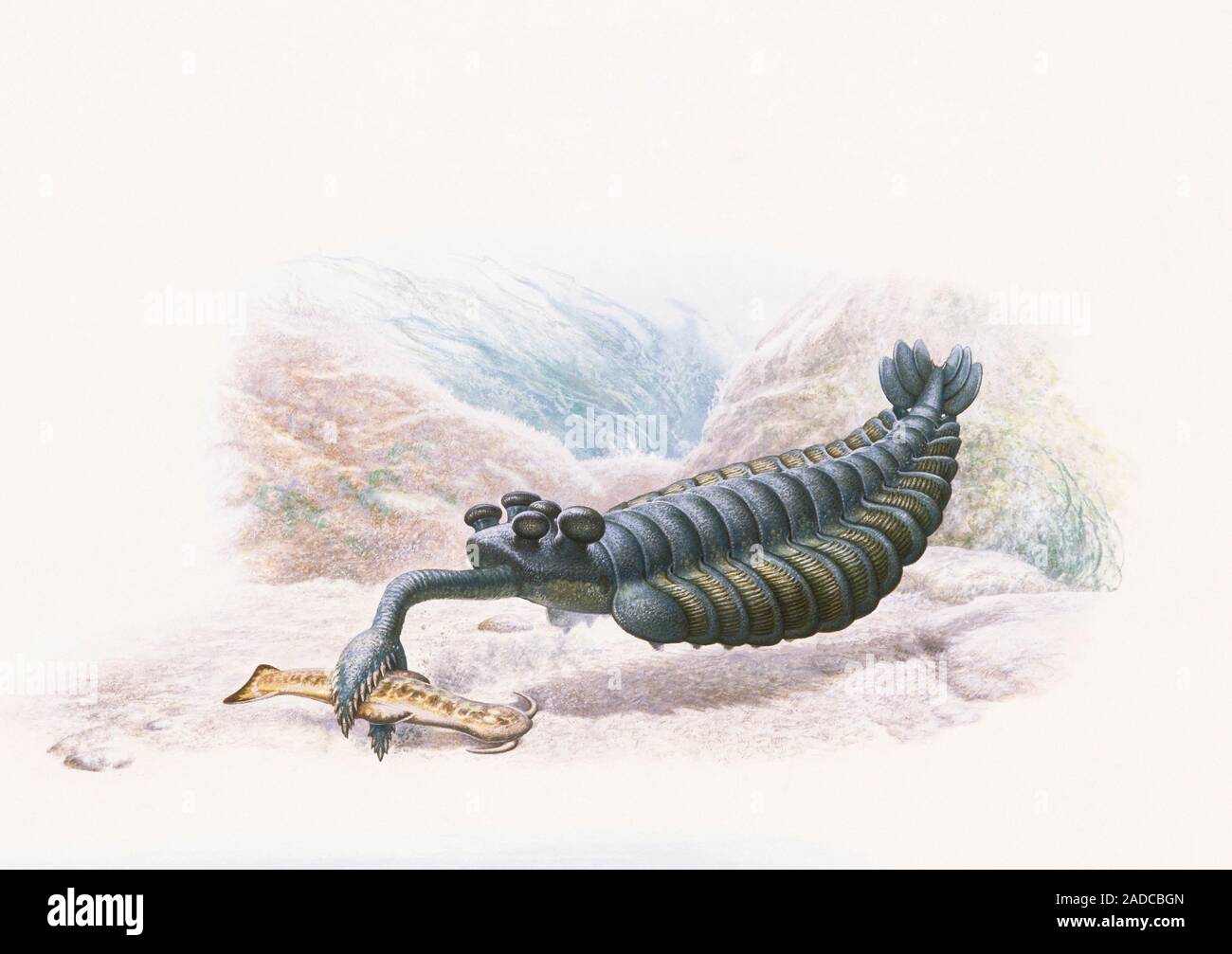 Opabinia. Computer illustration of an Opabinia sp. predatory aquatic ...