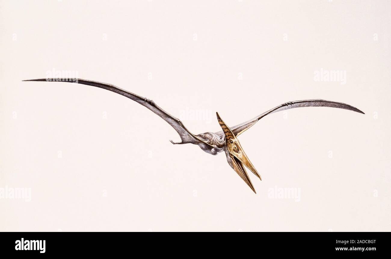 Pteranodon pterosaur. Computer illustration of a Pteranodon sp ...