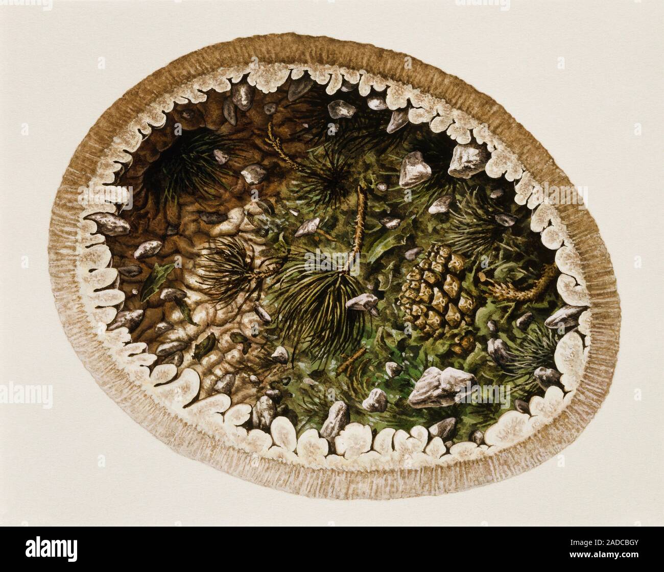 Sauropod dinosaur stomach. Computer illustration of a section through ...