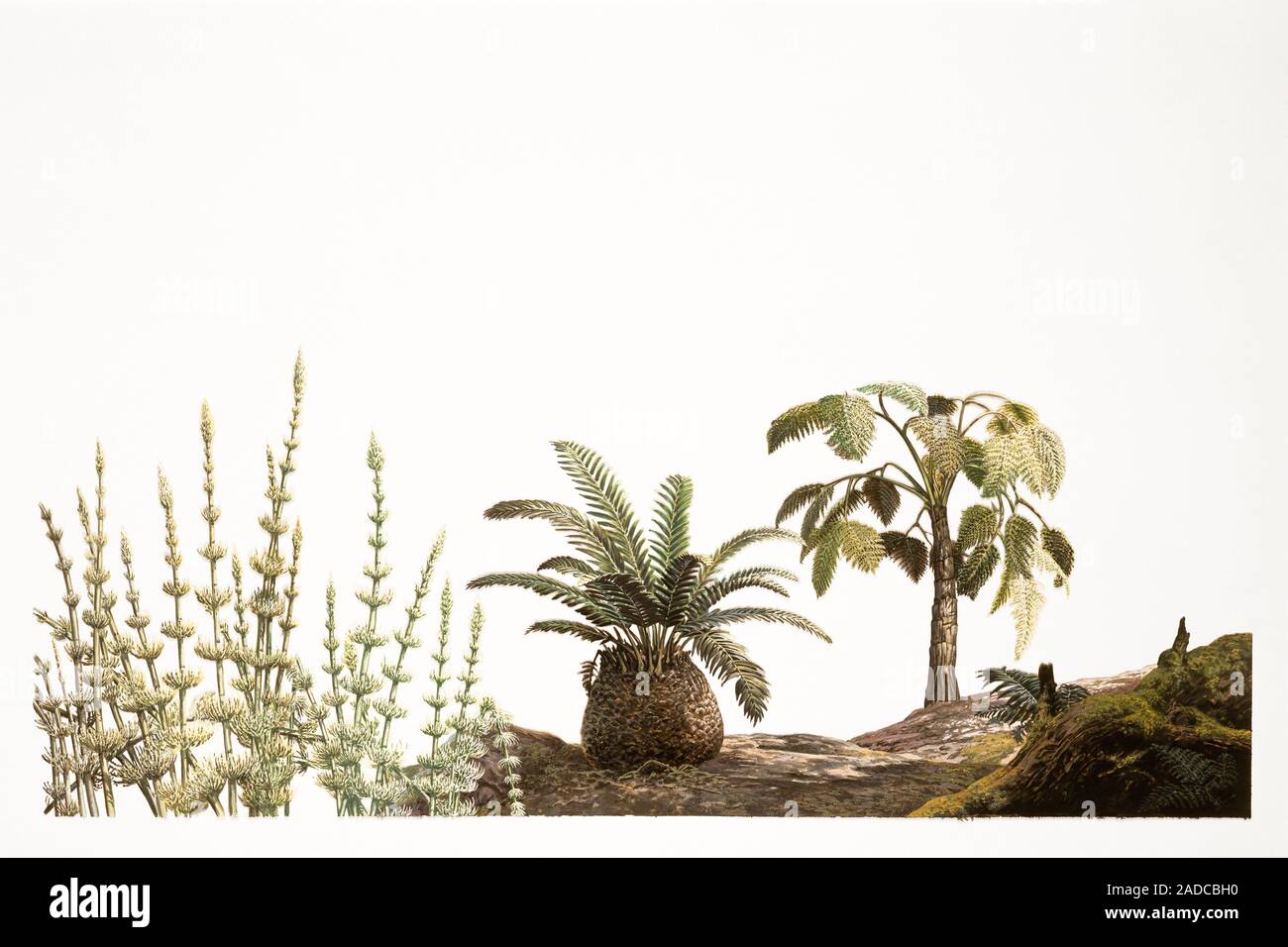 Triassic plants. Computer illustration of various plants from the ...