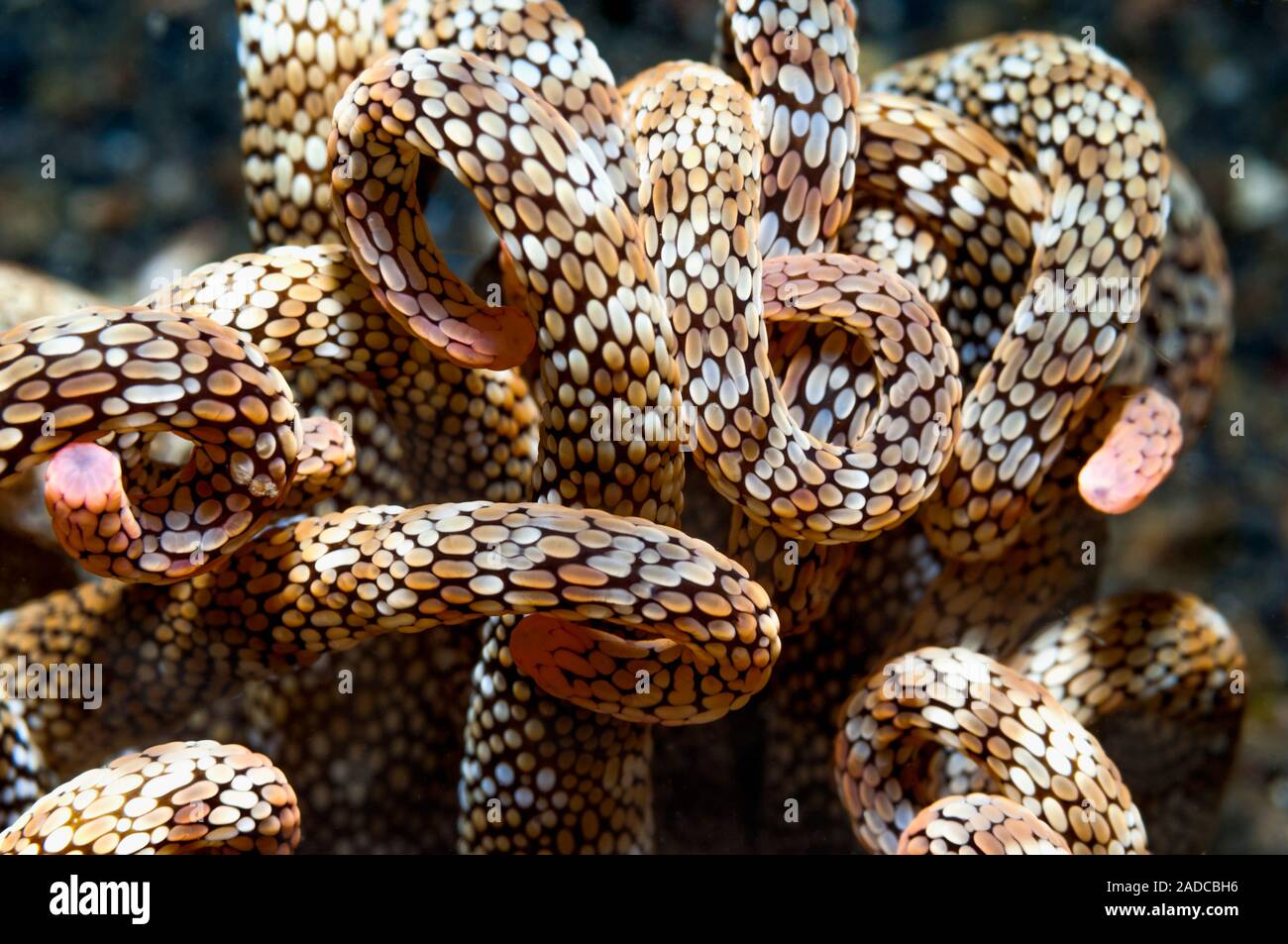 Armed anemone tentacles. Close-up of the tentacles of an armed anemone ...