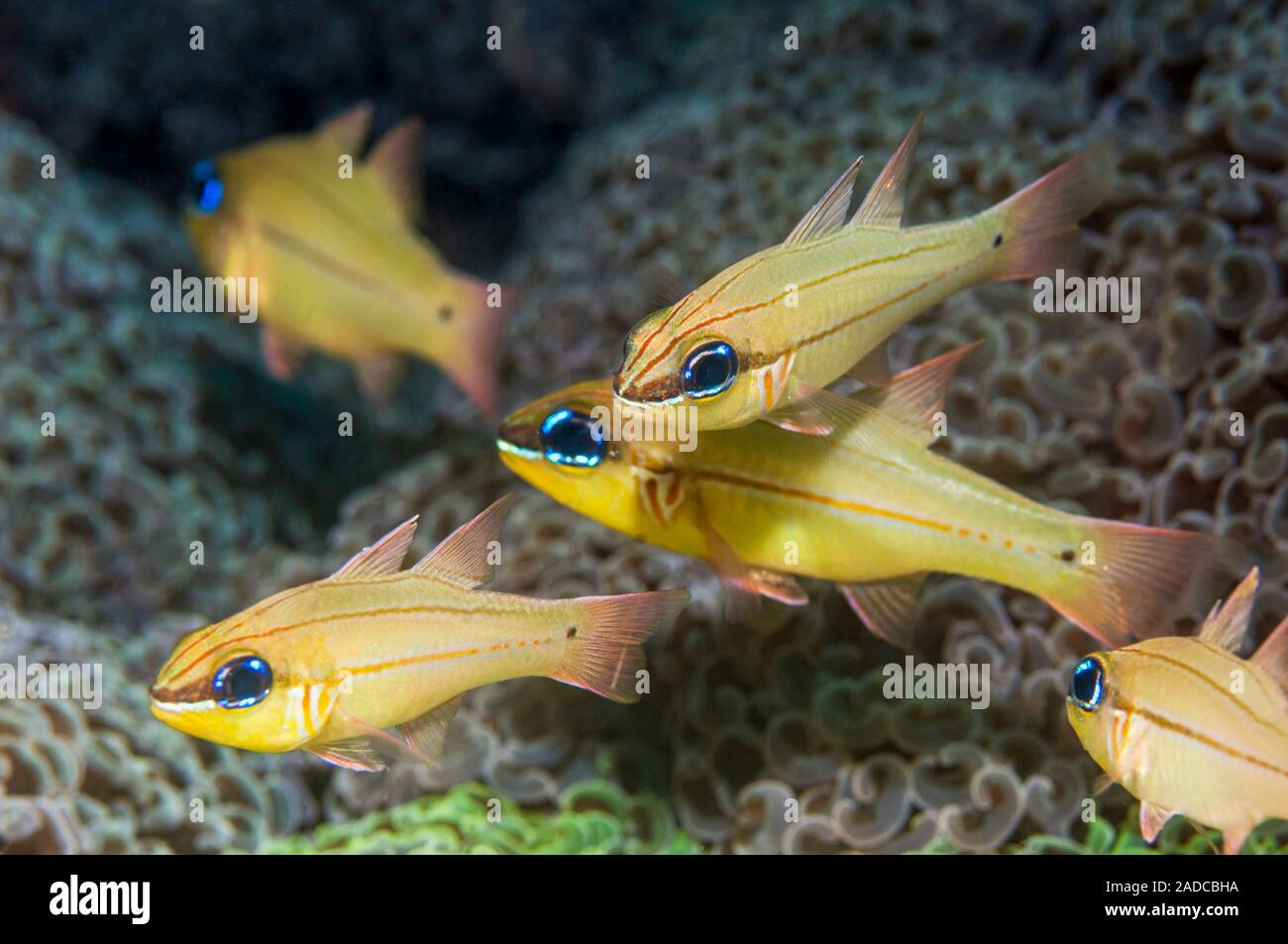 Cheek-bar cardinalfish and anchor coral. Cheek-bar cardinalfish (Apogon ...