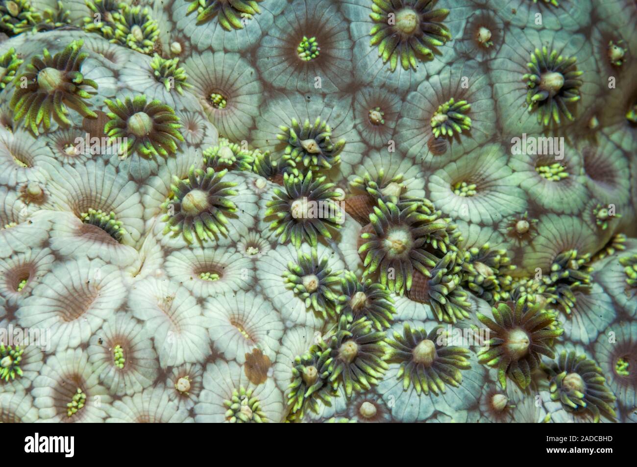 Flowerpot coral (Goniopora sp.). Close-up of open and partially ...