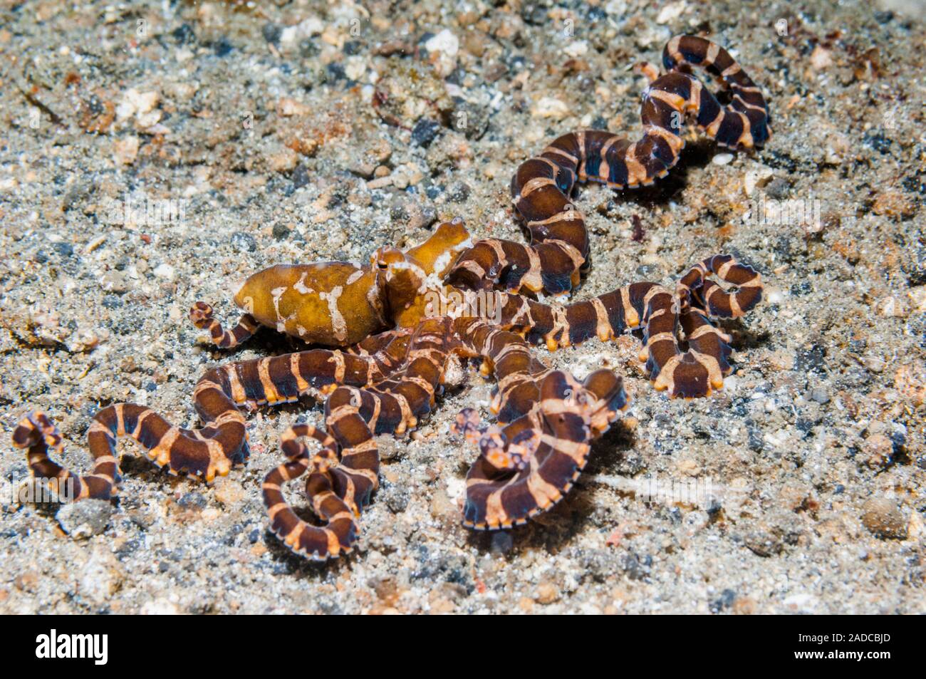 Wonderpus octopus (Wunderpus photogenicus). This long-armed octopus is ...