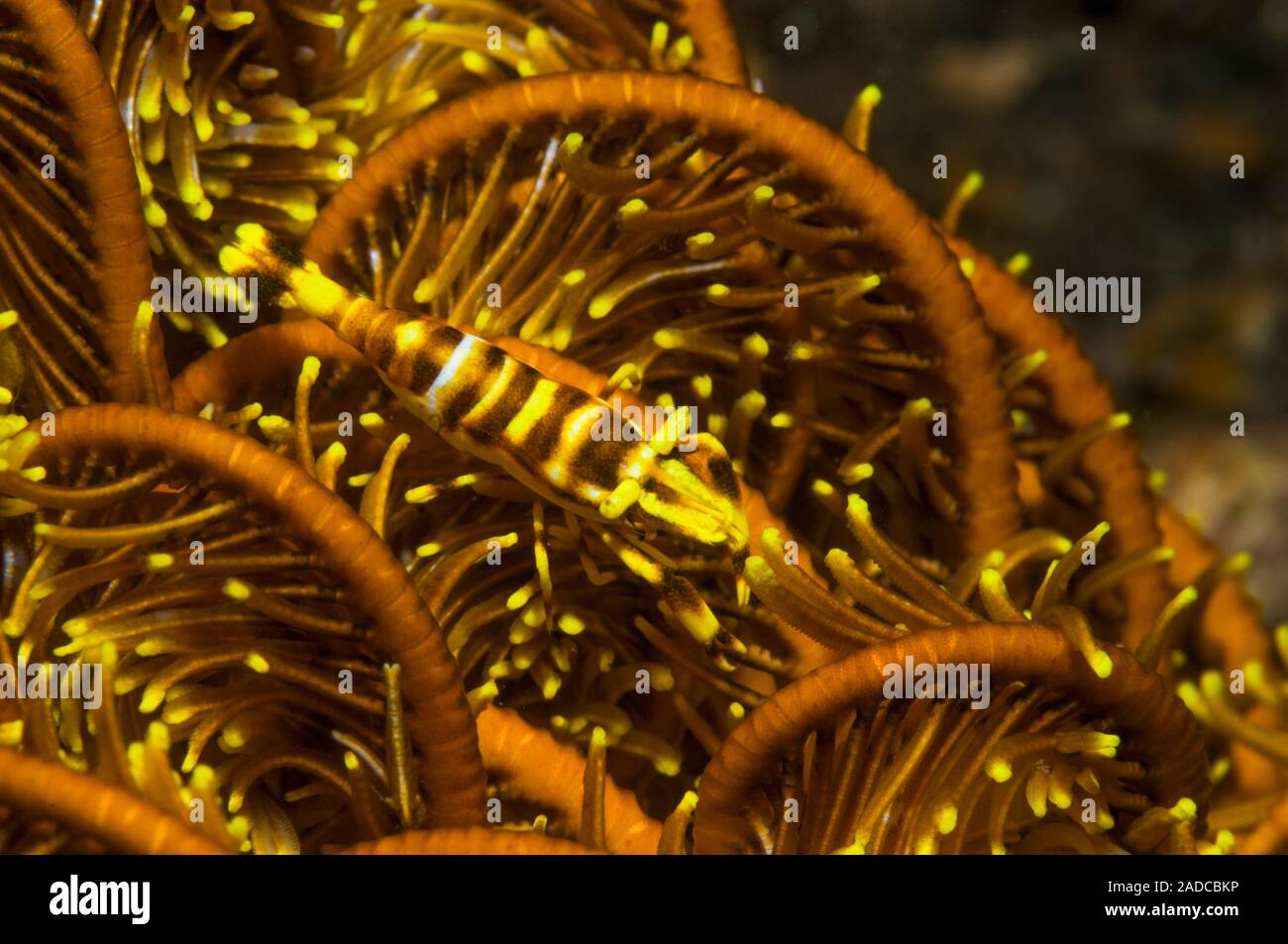 Shrimp on crinoid. Ambon crinoid shrimp (Laomenes amboinensis, centre ...