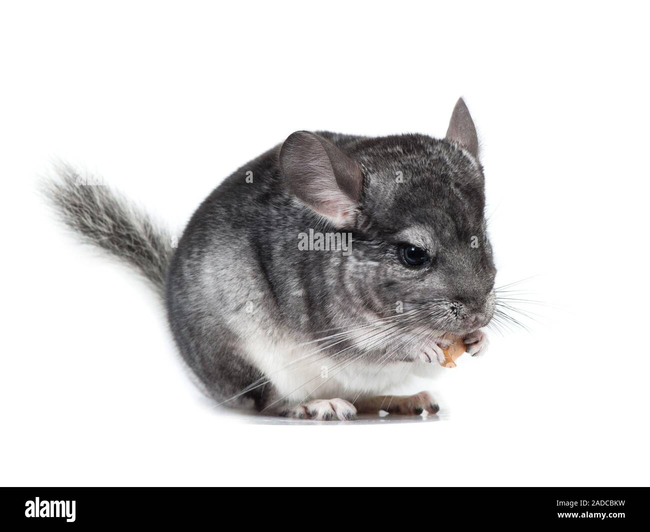Young chinchilla isolated on white background Stock Photo - Alamy