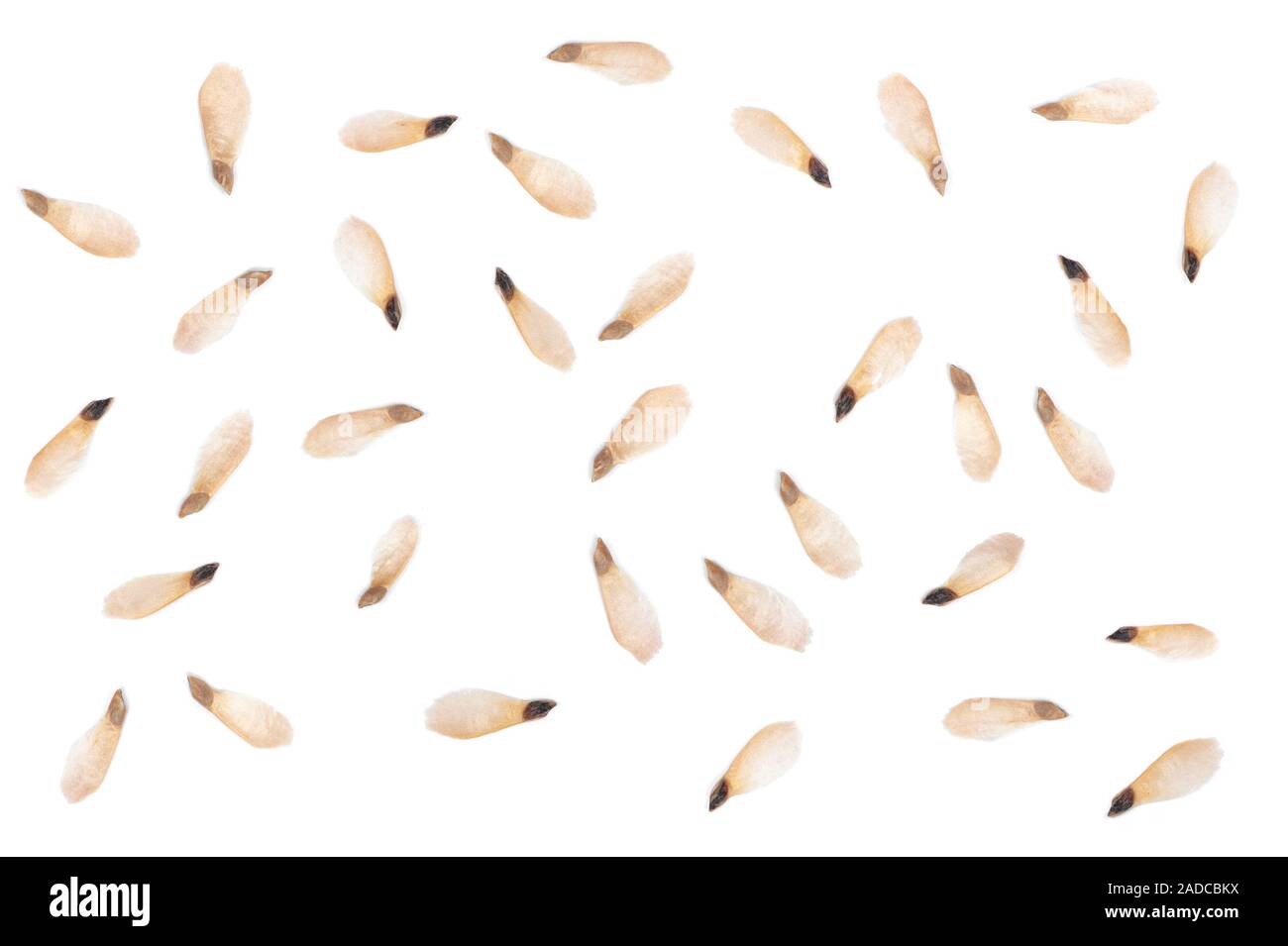 Many seeds of cone isolated on white background Stock Photo - Alamy