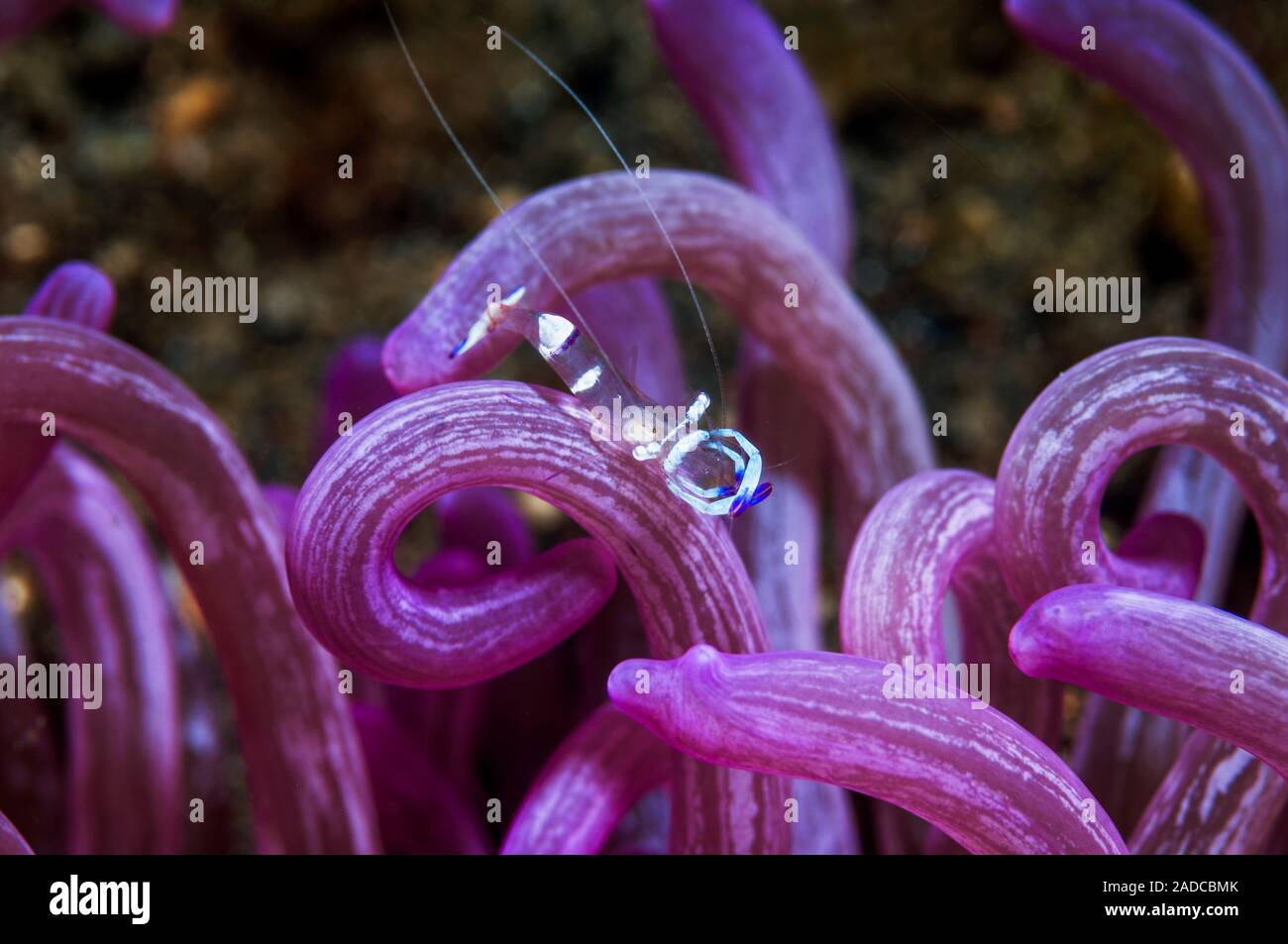 Cleaner shrimp on anemone. Magnificent shrimp (Periclimenes magnificus ...