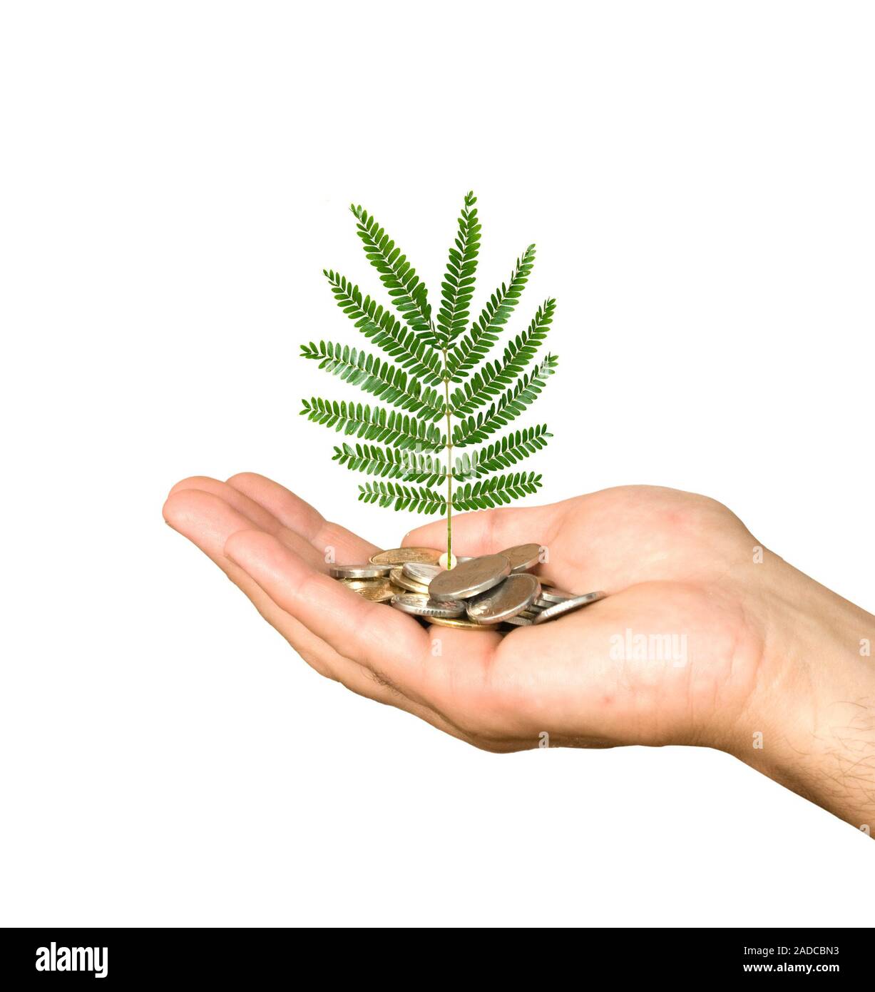 Coins money plant hand growing Cut Out Stock Images & Pictures - Alamy