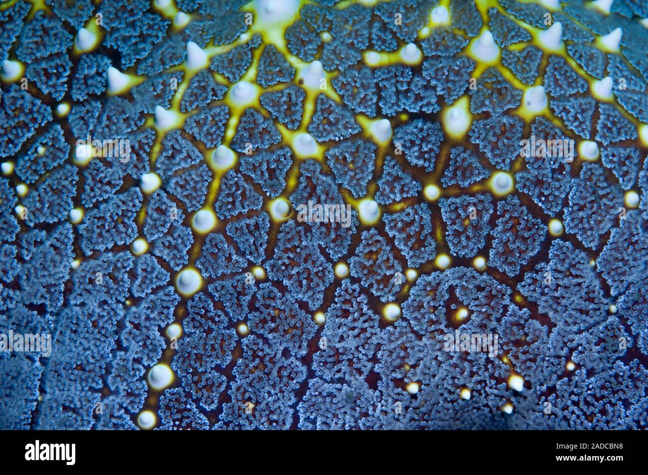 Starfish. Close-up of a starfish (Pentaceraster alveolatus ...