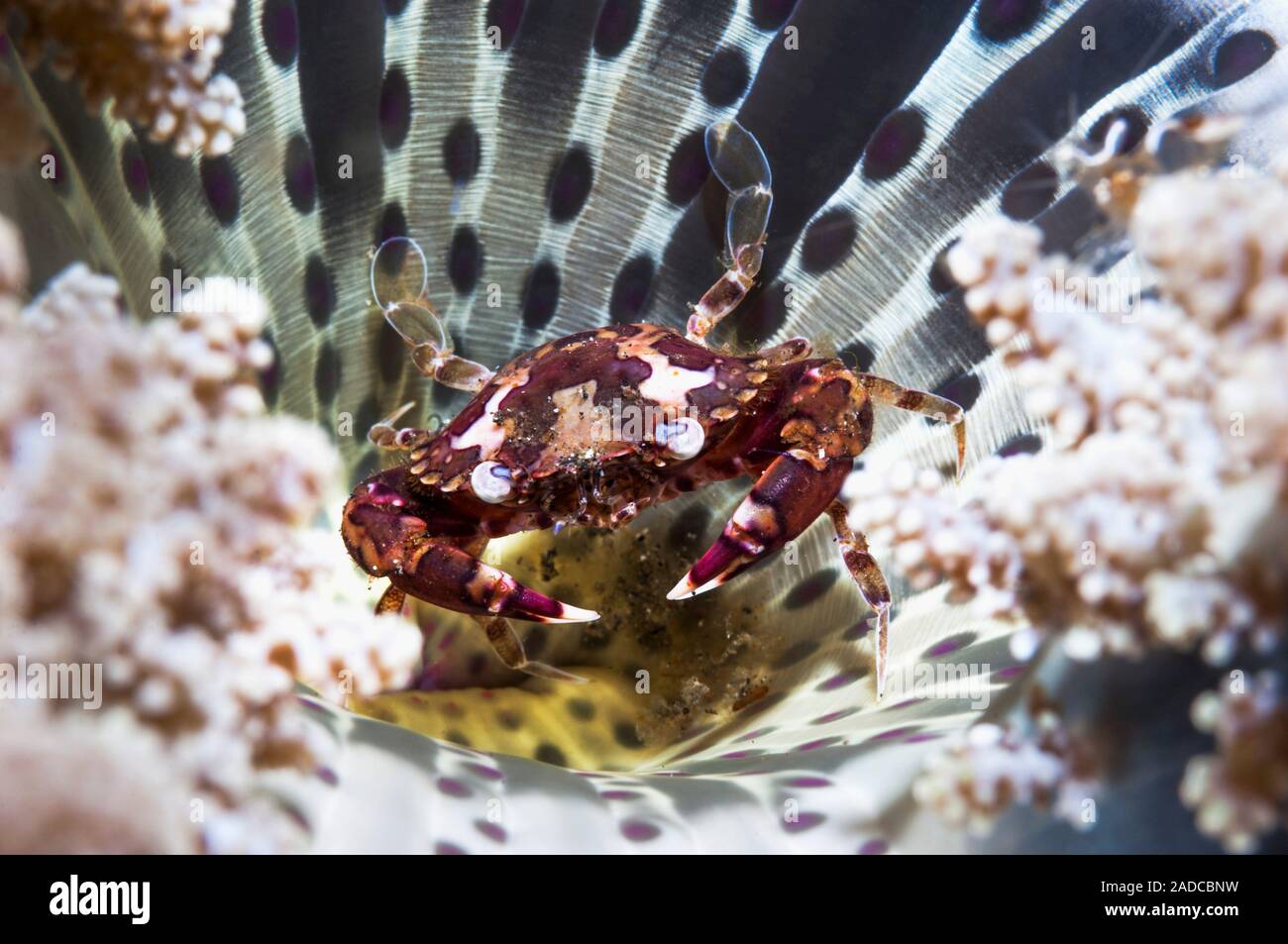 Harlequin swimmer crab (Lissocarcinus laevis, centre) crab on a reef ...