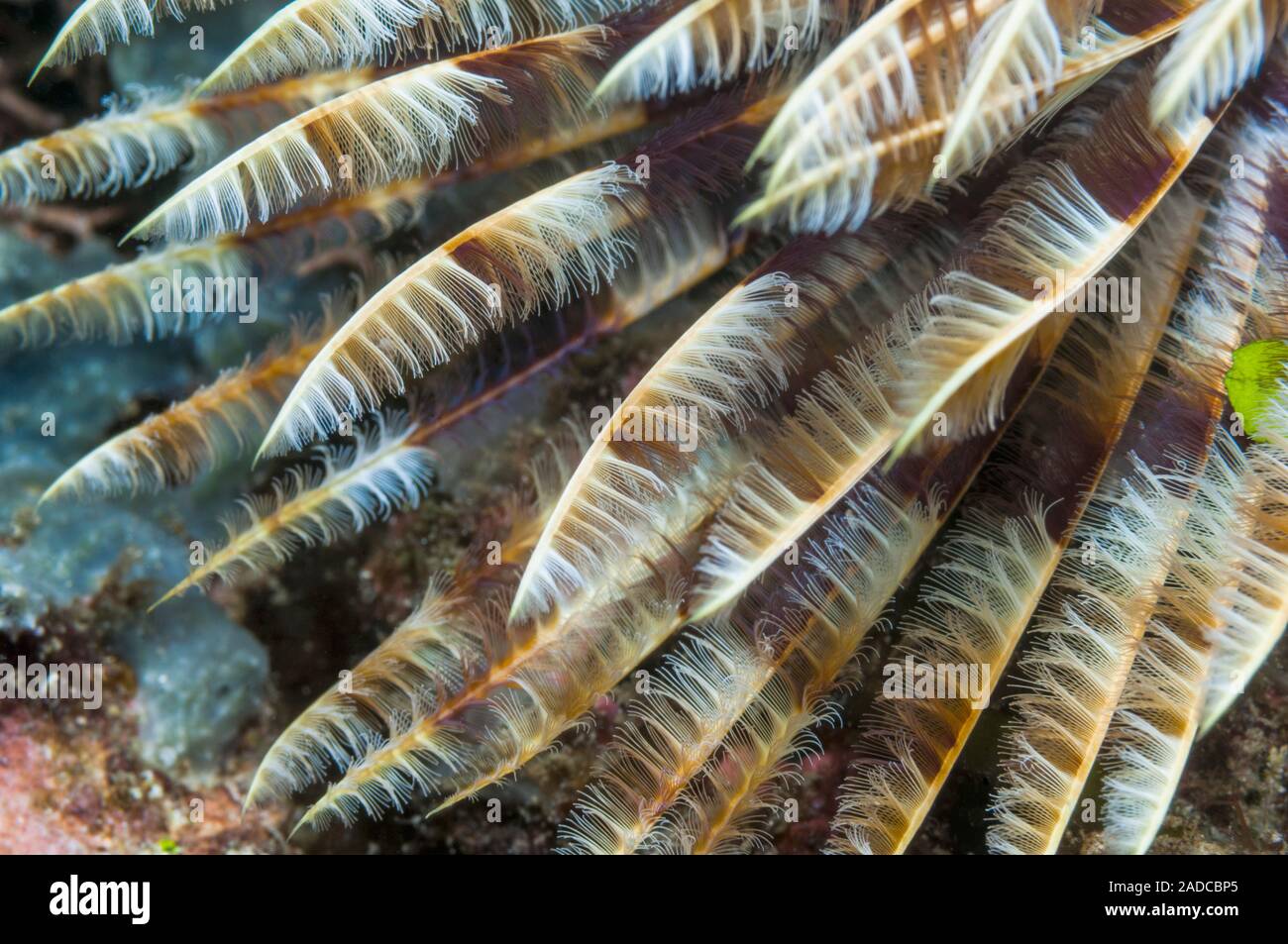 Indian fanworm (Sabellastarte indica). Close-up of the head of an ...