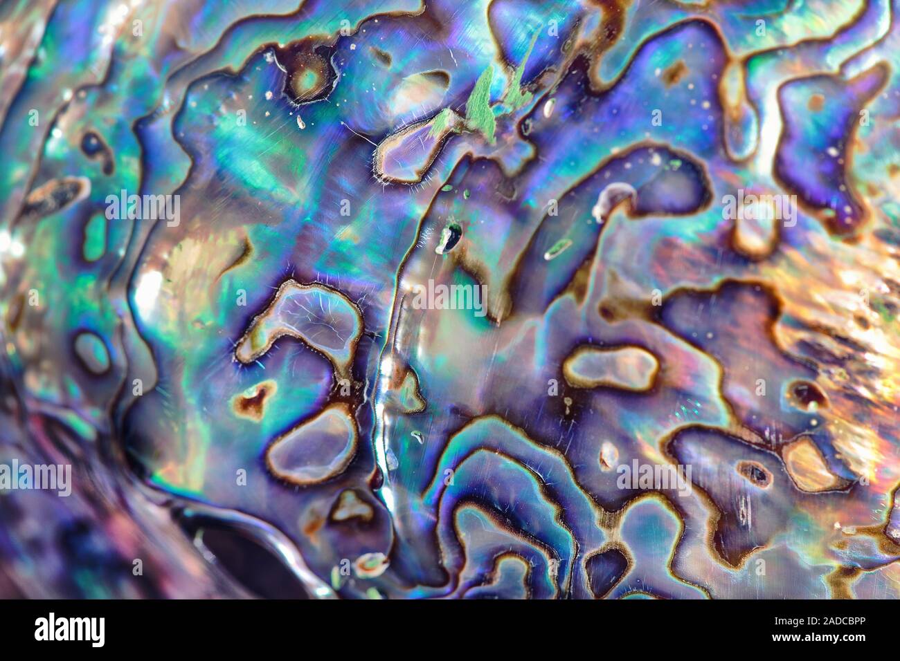 Macro photograph of an abalone shell. Abalone are marine snails that ...