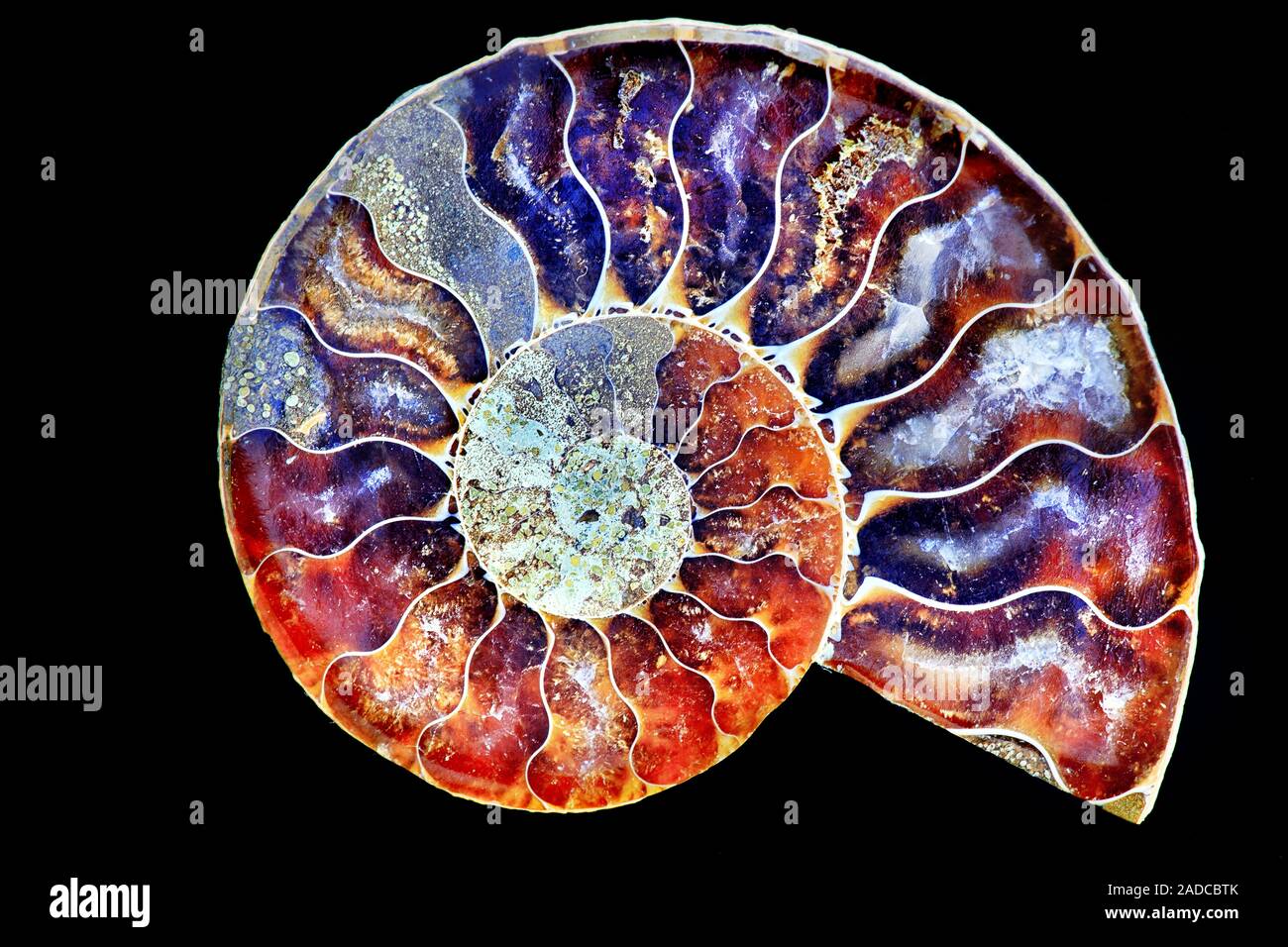 Macro photograph of an ammonite fossil from Madagascar that has been ...