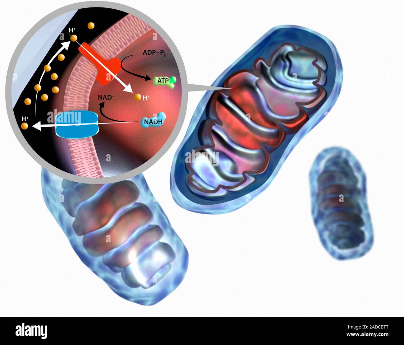 Illustration of mitochondria with an inset showing two types of ...