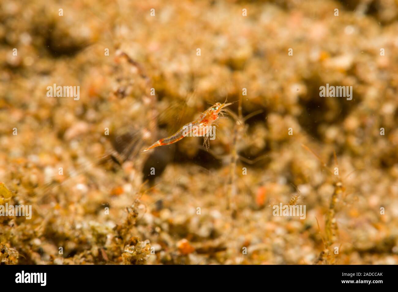 A close look at a tiny and unknown species of mysid shrimp of the order ...