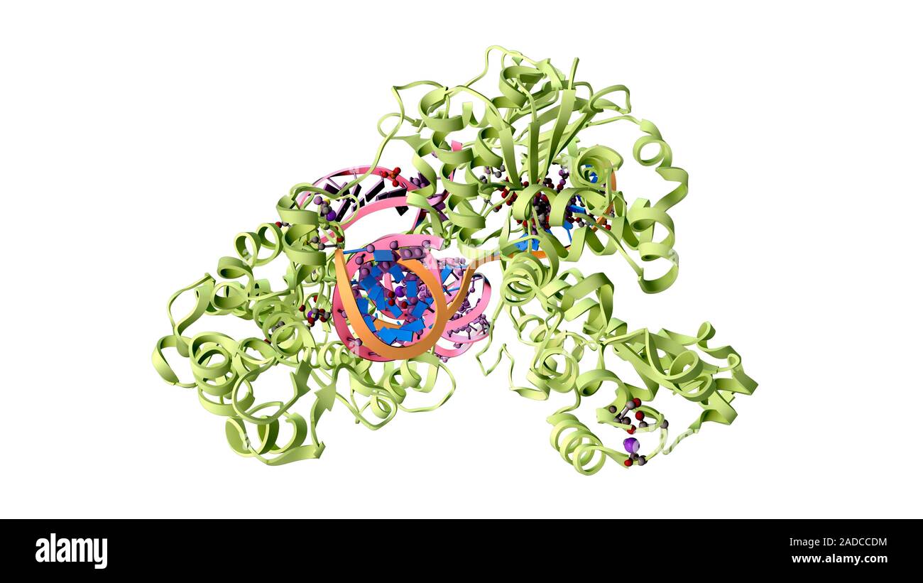 CRISPR-Cas9 gene editing complex, molecular structure. The CRISPR-Cas9 ...