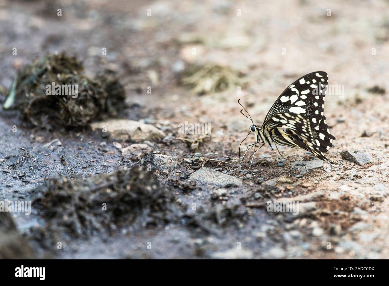 Citrus swallowtail (Papilio demodocus) drinking moisture from a white ...