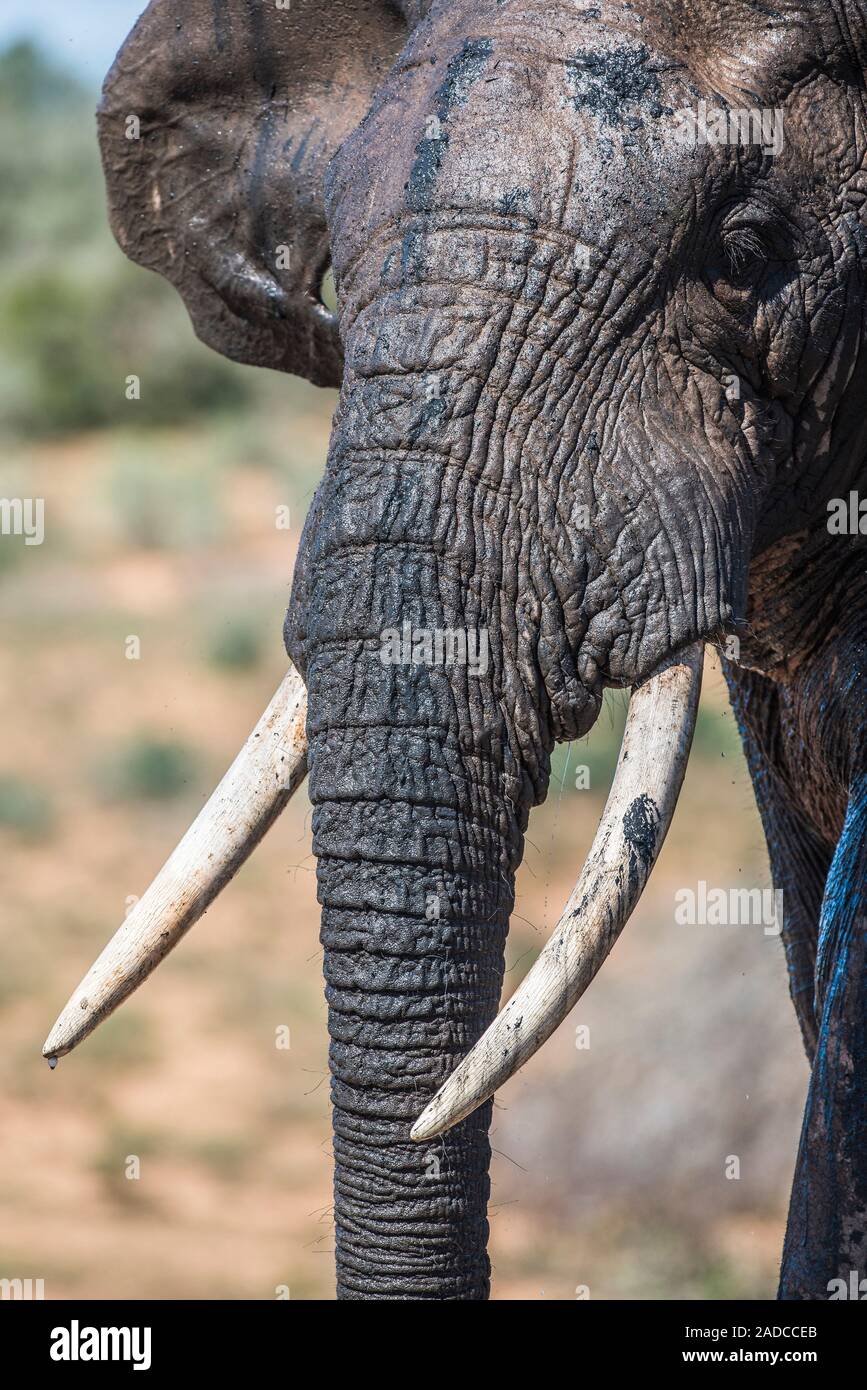 African elephant (Loxodonta africana) bull. Photographed in Addo ...