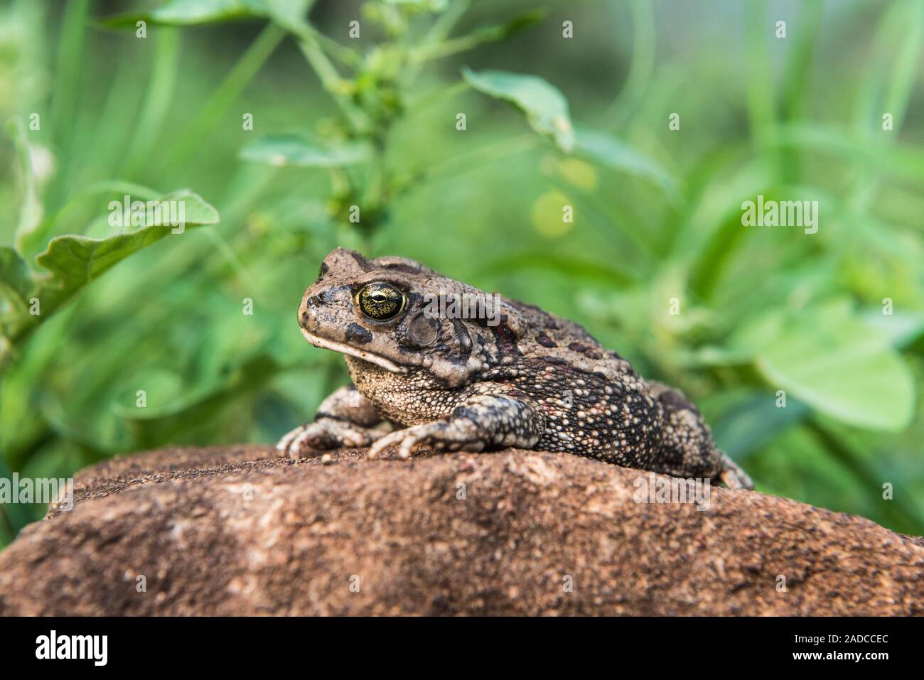 Raucous toad (Amietophrynus rangeri). Photographed in Somkhanda Private ...