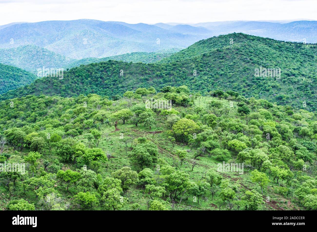 Aerial views of bushveld savanna. Photographed in Somkhanda Private ...