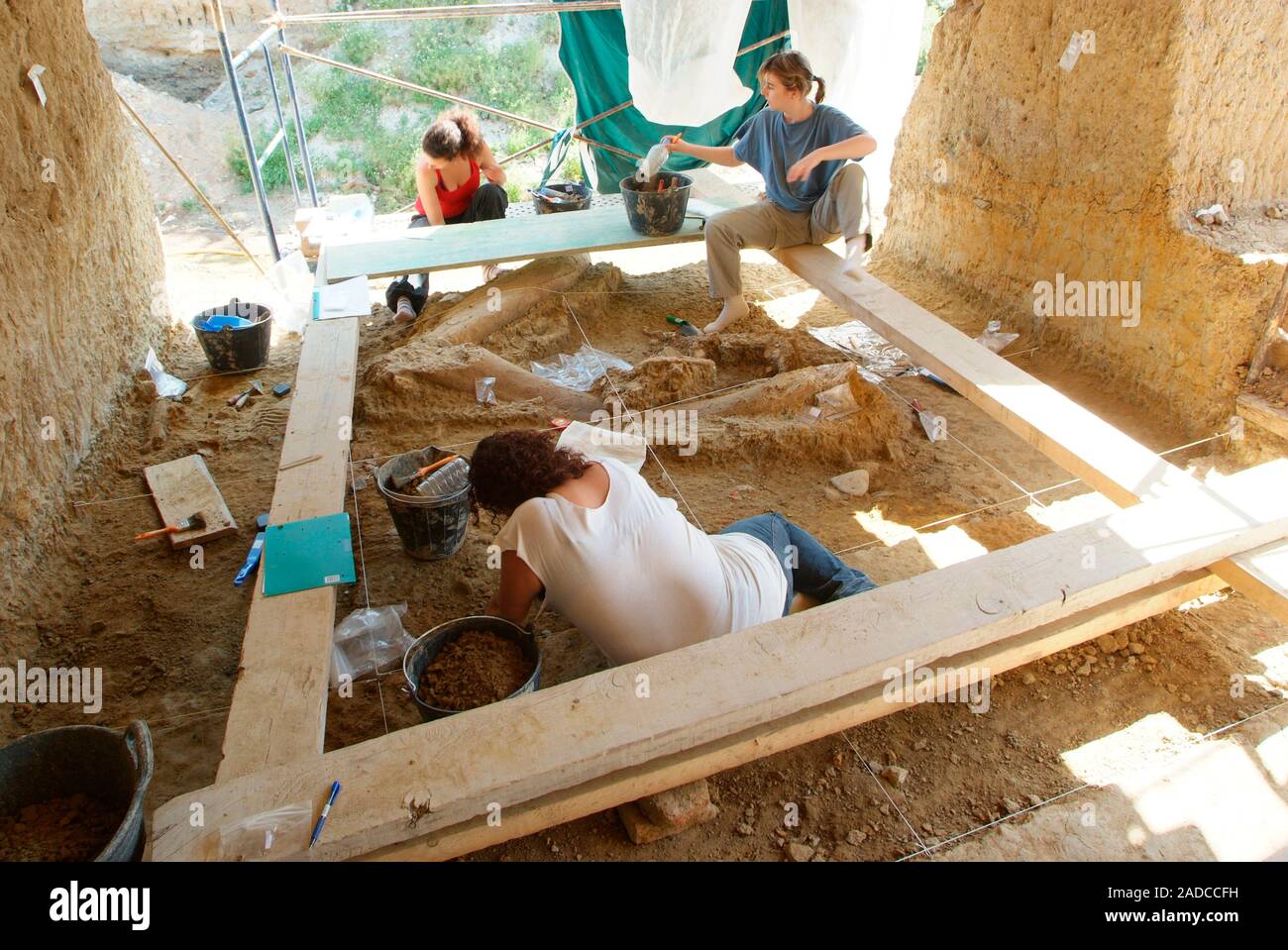 Mammoth fossil excavations. Researchers excavating fossilised mammoth ...