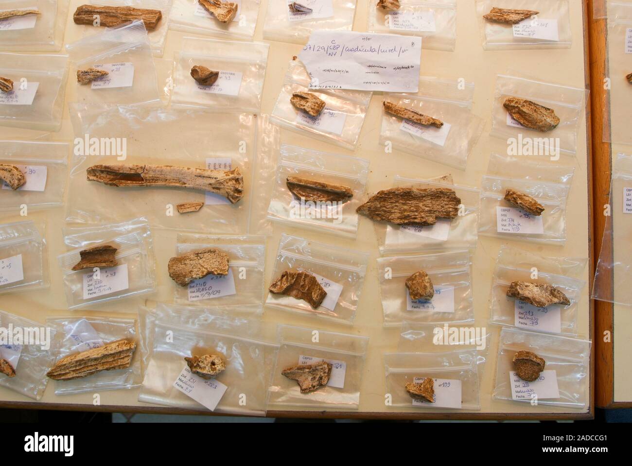 Cataloguing of Neanderthal fossils. Array of prehistoric human and ...