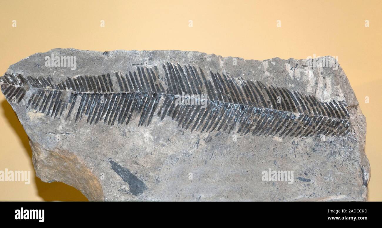 Fossil of Pterophyllum lyellianum, a now extinct fern that lived during ...