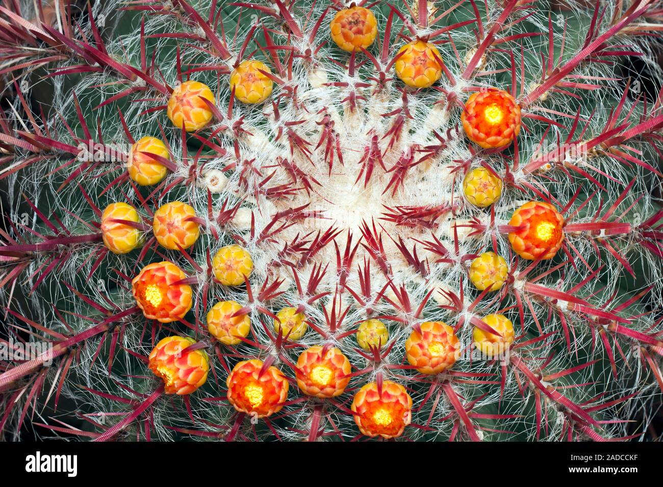 Budding flowers on a Mammillaria, a genus that is one of the largest in ...