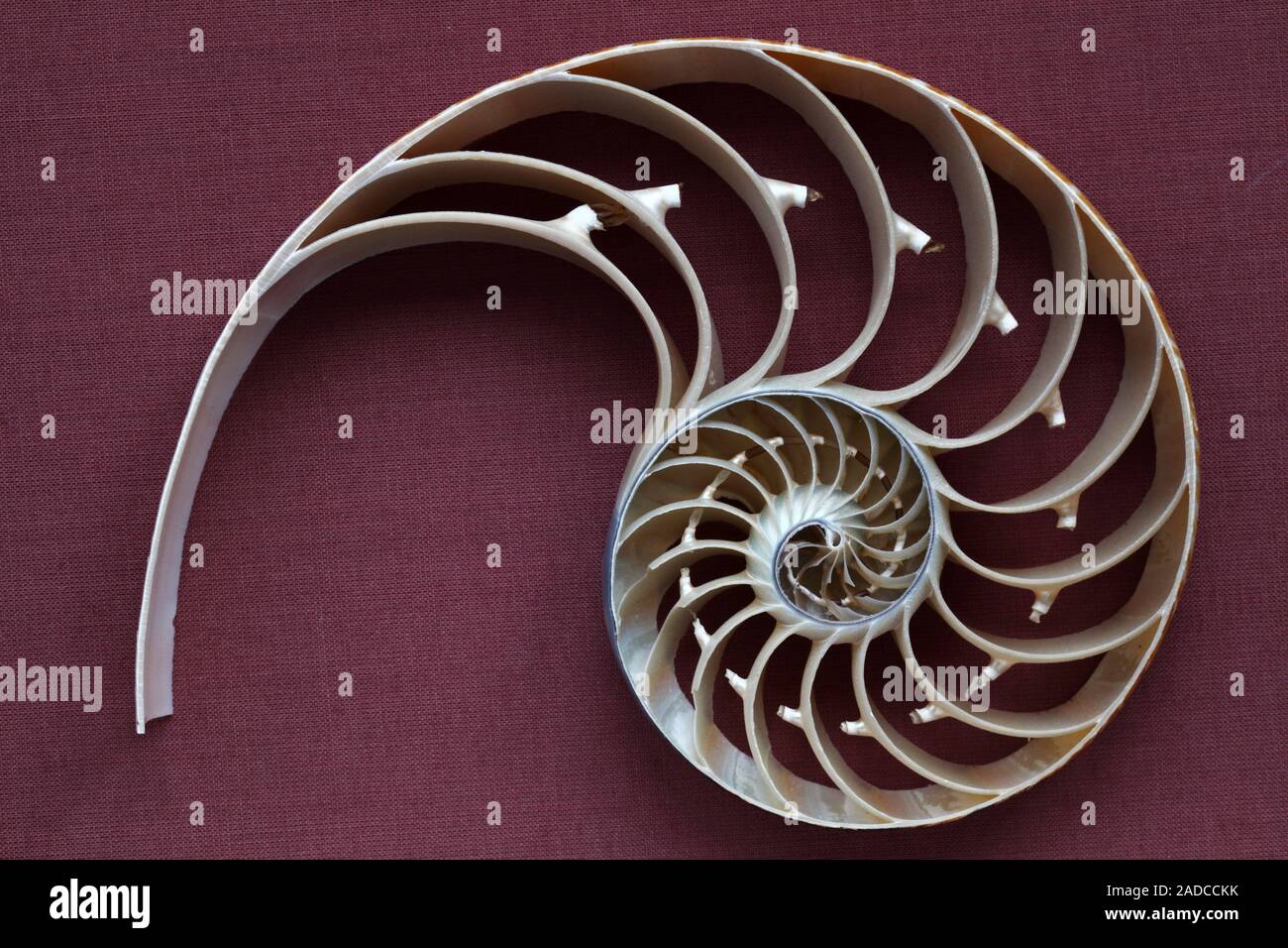 Nautilus shell. Section through the shell of a nautilus (Nautilus sp ...