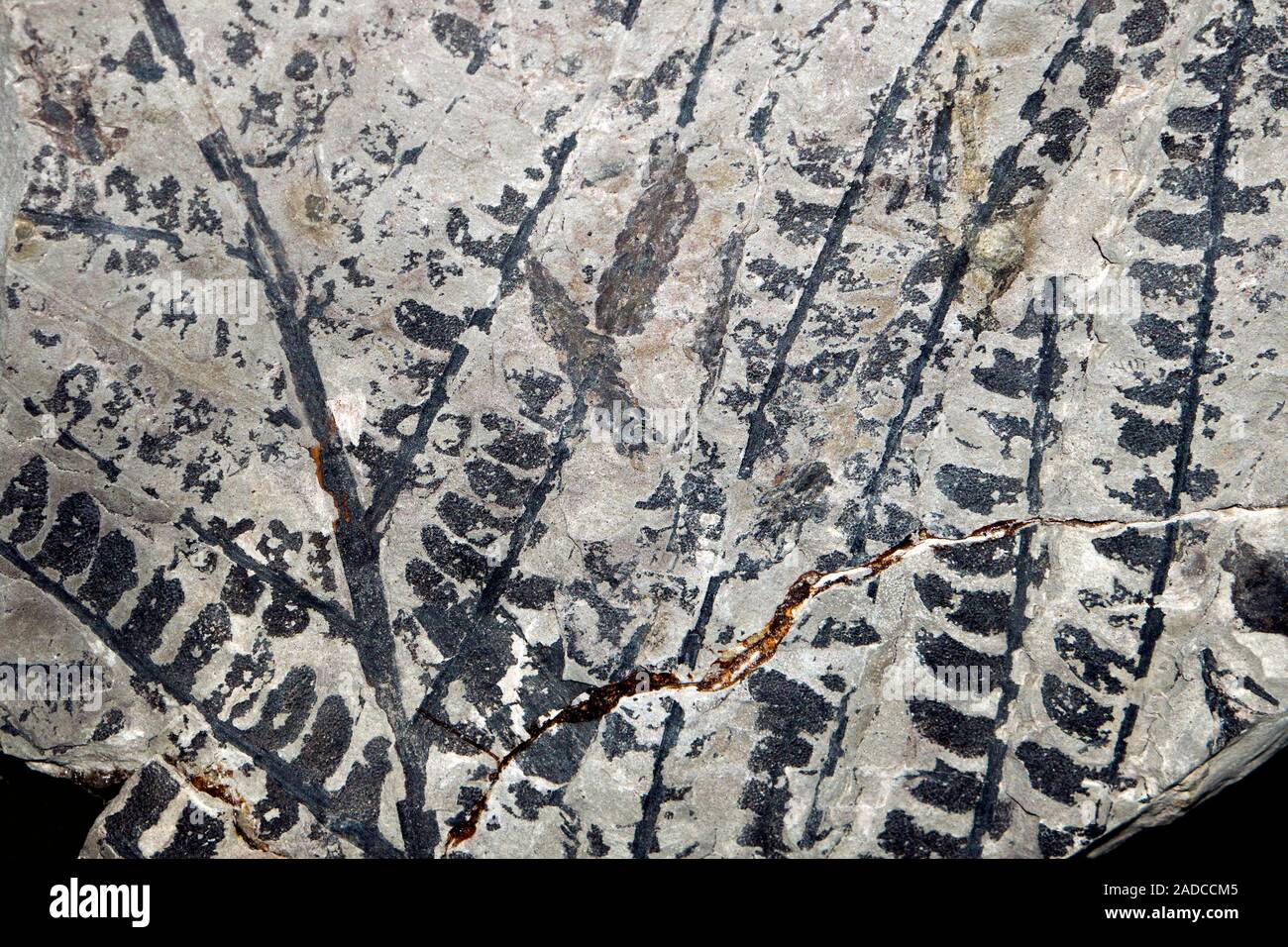 Todites is an extinct member of the Osmundaceae family of royal ferns ...