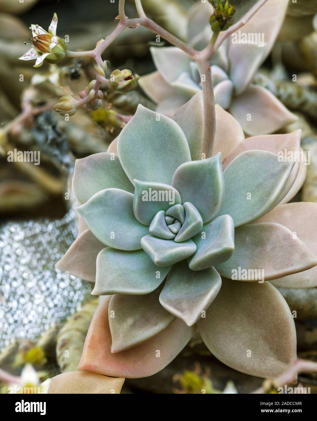 Ghost plant (Graptopetalum paraguayense). This succulent is a native of ...