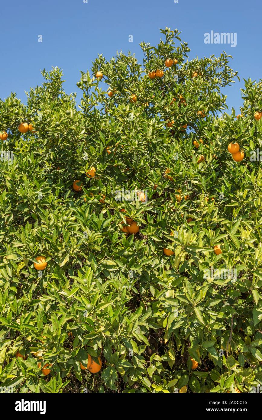Oranges growing in the Peloponnese, Greece. All citrus trees belong to ...