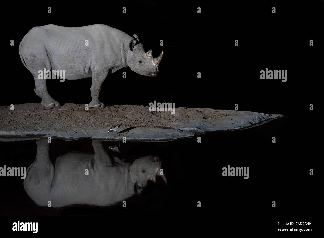 A black rhinoceros (Diceros bicornis) at a watering hole at night. The ...