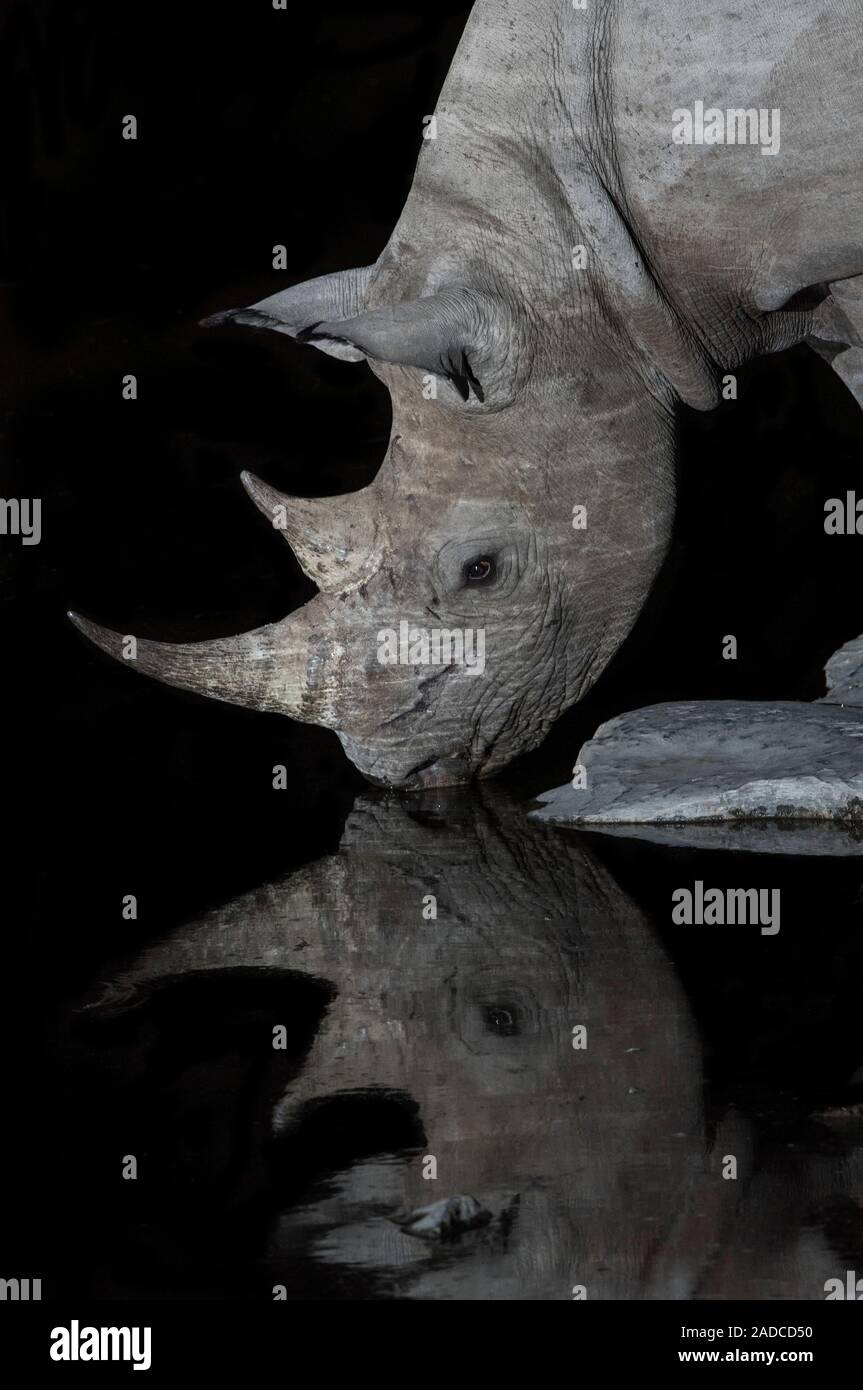 A black rhinoceros (Diceros bicornis) at a watering hole at night. The ...