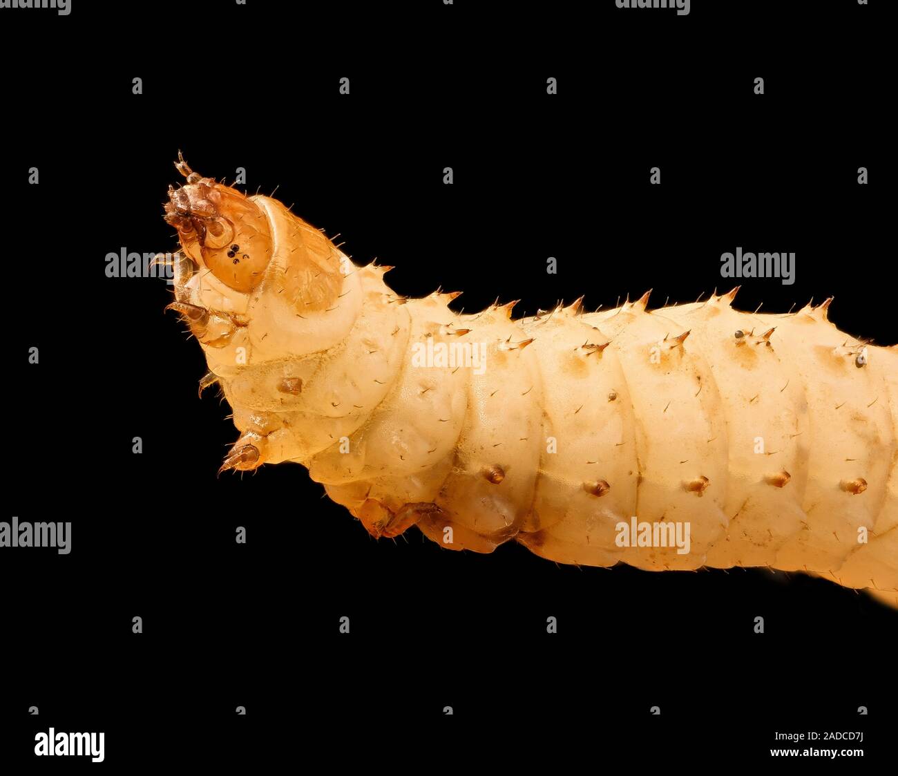 Small hive beetle (Aethina tumida) larva. This beetle is a pest of bee ...