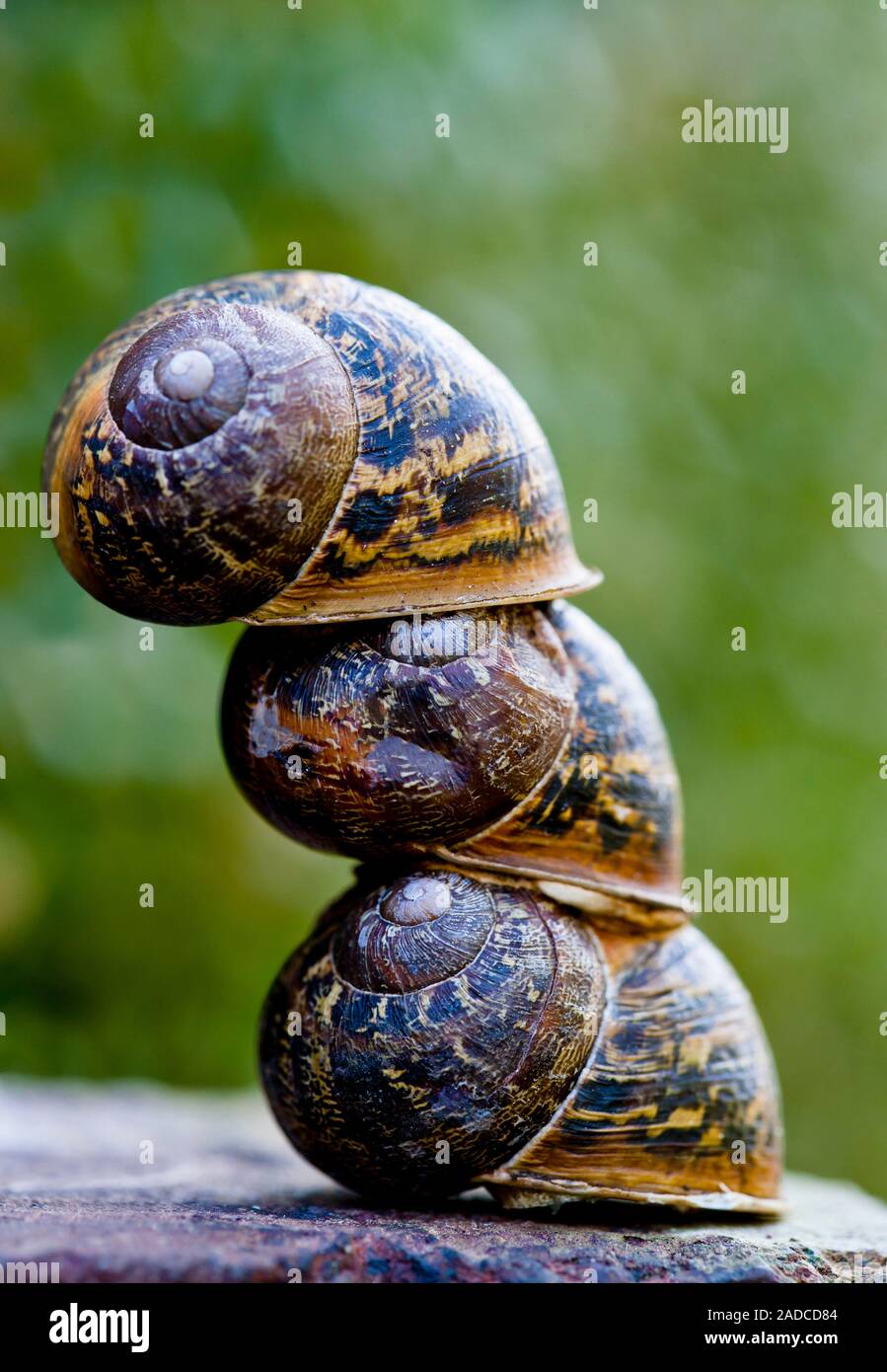 Stack of garden snails (Cornu aspersum Stock Photo - Alamy