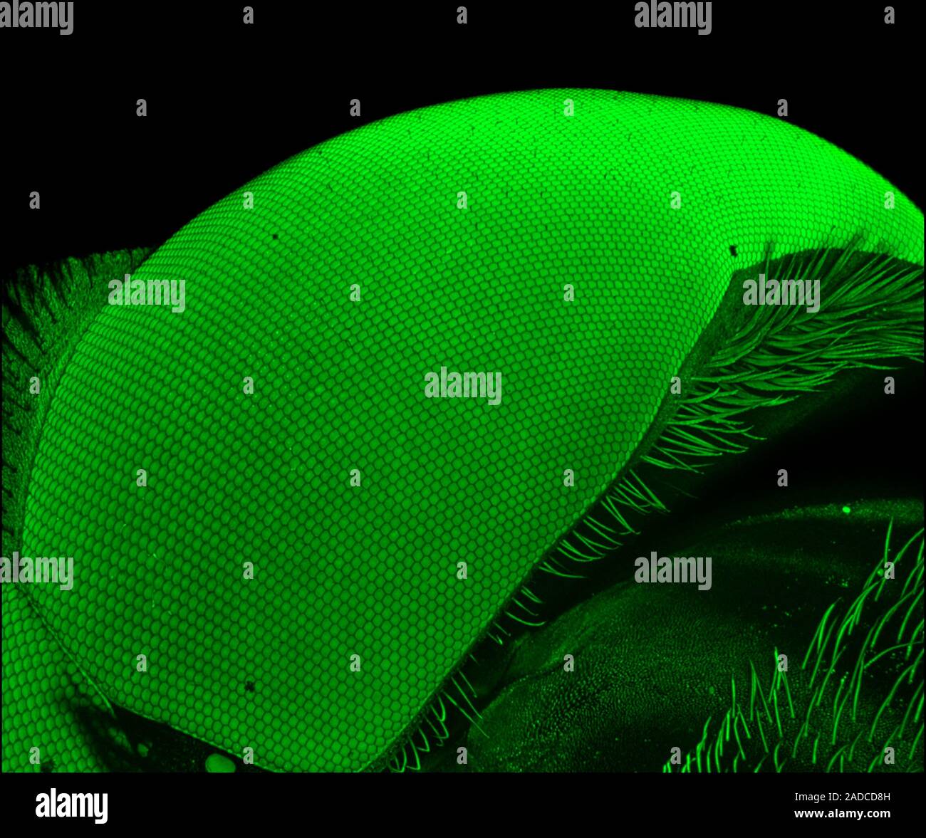 Hoverfly's eye. Fluorescent coloured scanning electron micrograph (SEM ...
