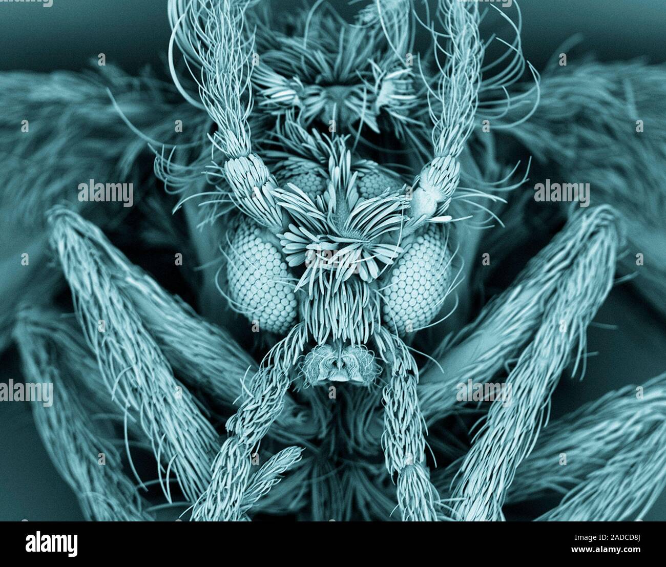 Moth fly, coloured scanning electron micrograph (SEM). This small fly (family: Psychodidae) is ...