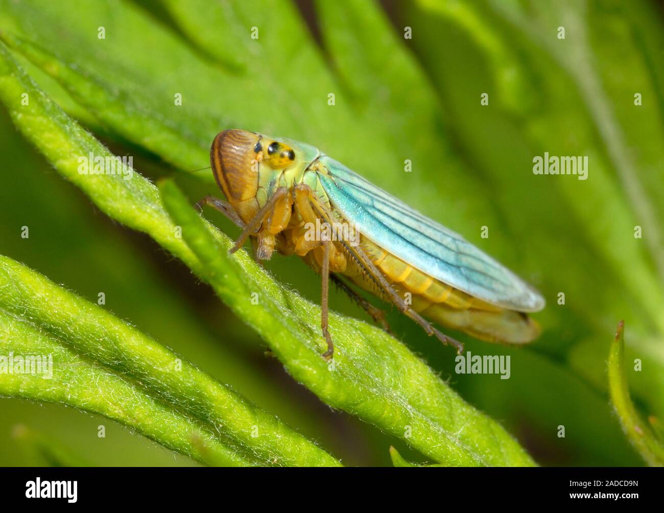 Close-up of a green leafhopper (Cicadella viridis) showing the ...
