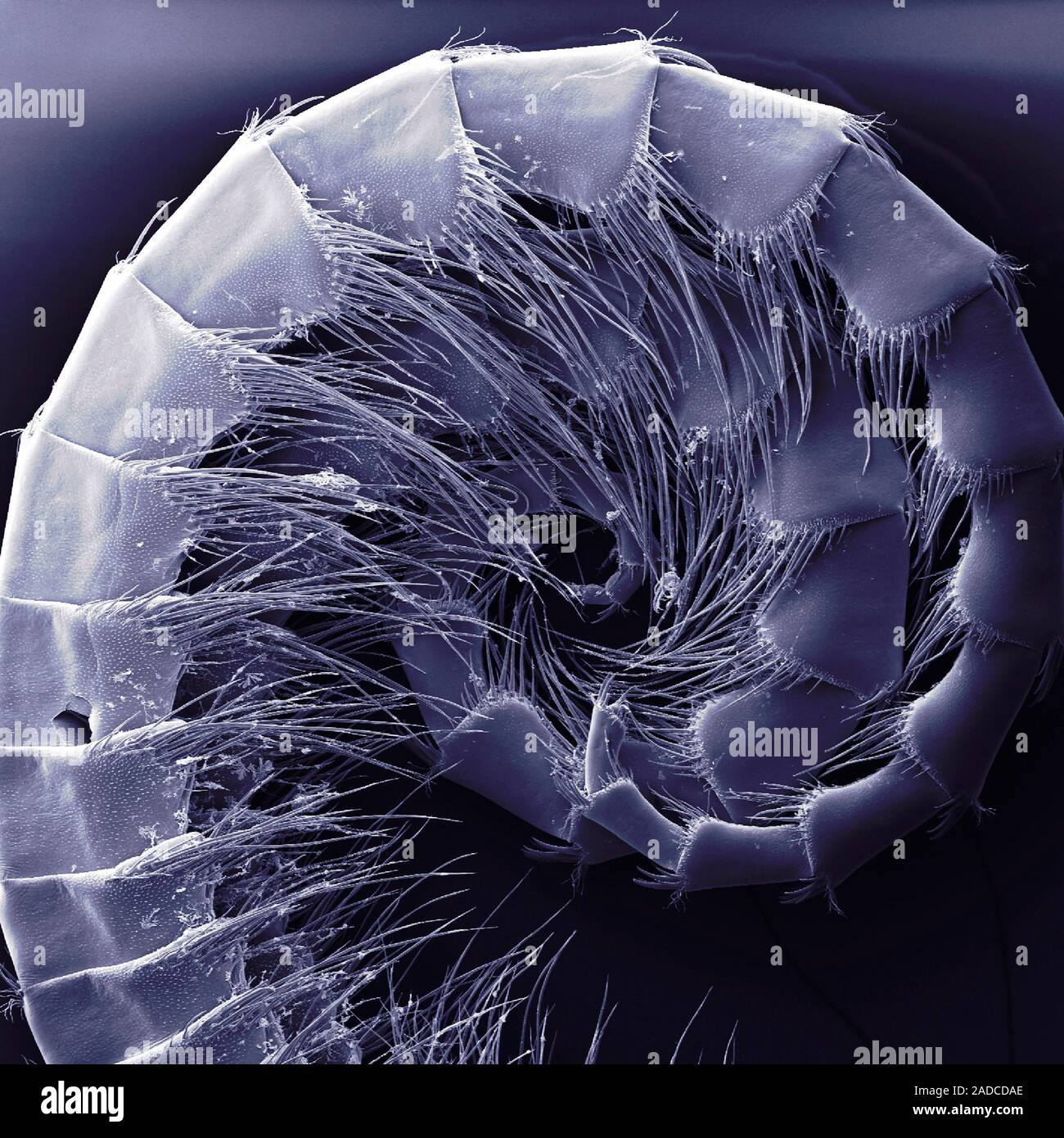 Goose barnacle feeding appendage, coloured scanning electron micrograph ...