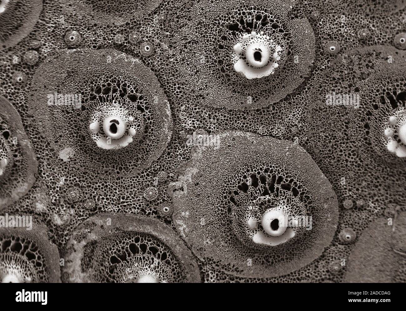 Sea urchin shell. Scanning electron micrograph (SEM) of the surface of ...