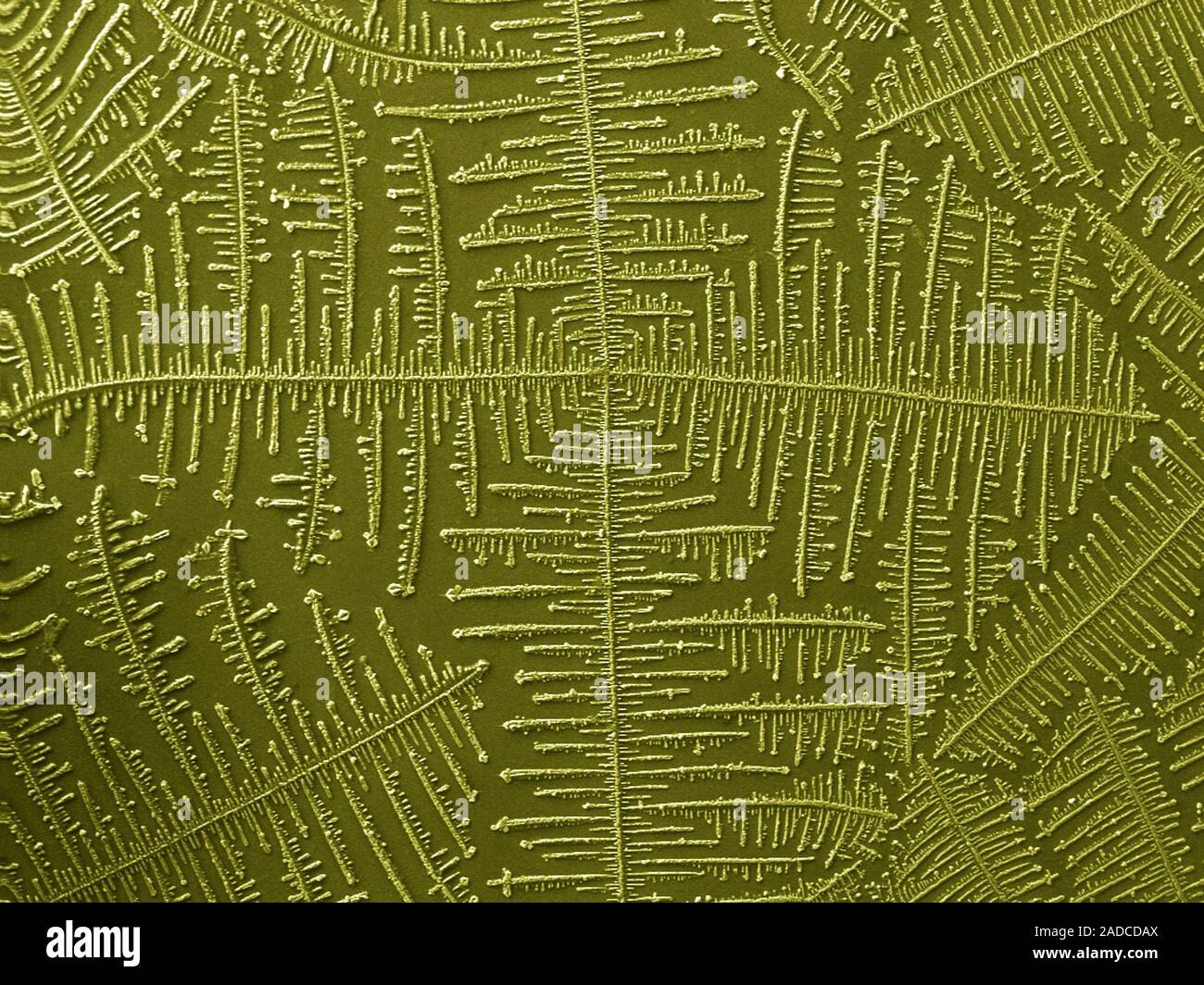 Salt crystals, coloured scanning electron micrograph (SEM). These are ...