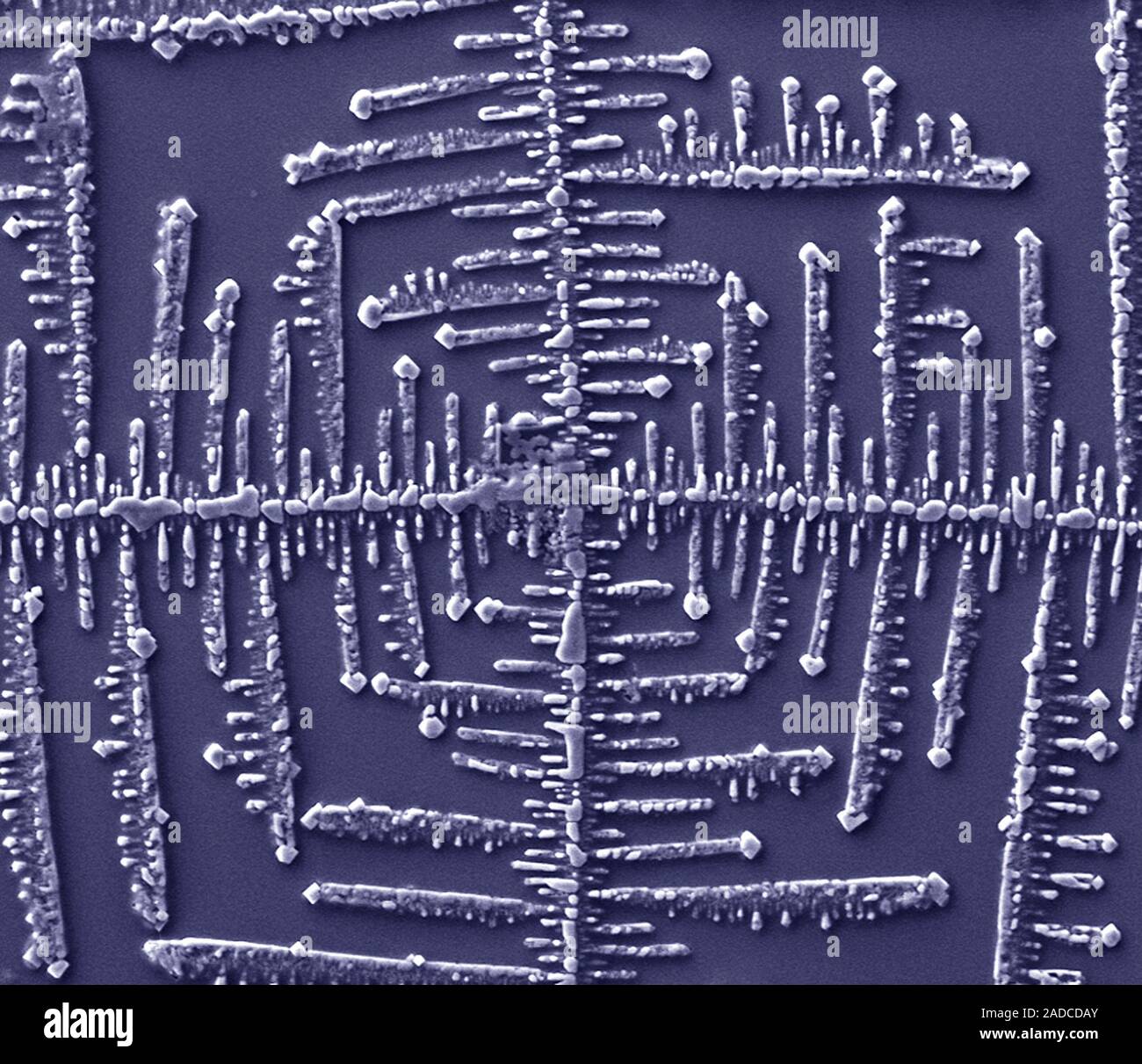 Salt crystals, coloured scanning electron micrograph (SEM). These are ...