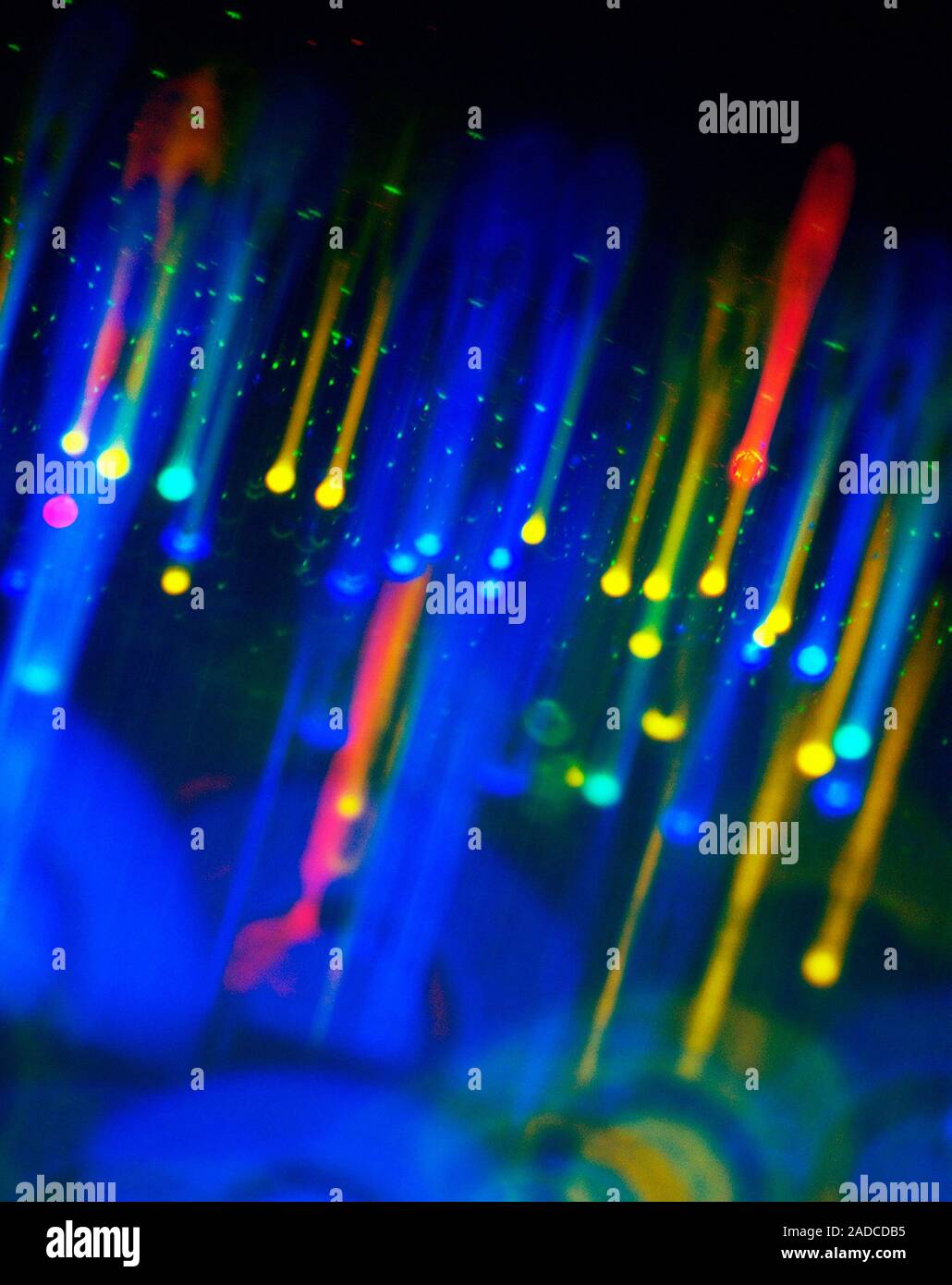 Microsphere beads, fluorescent light micrograph. Beads such as these ...