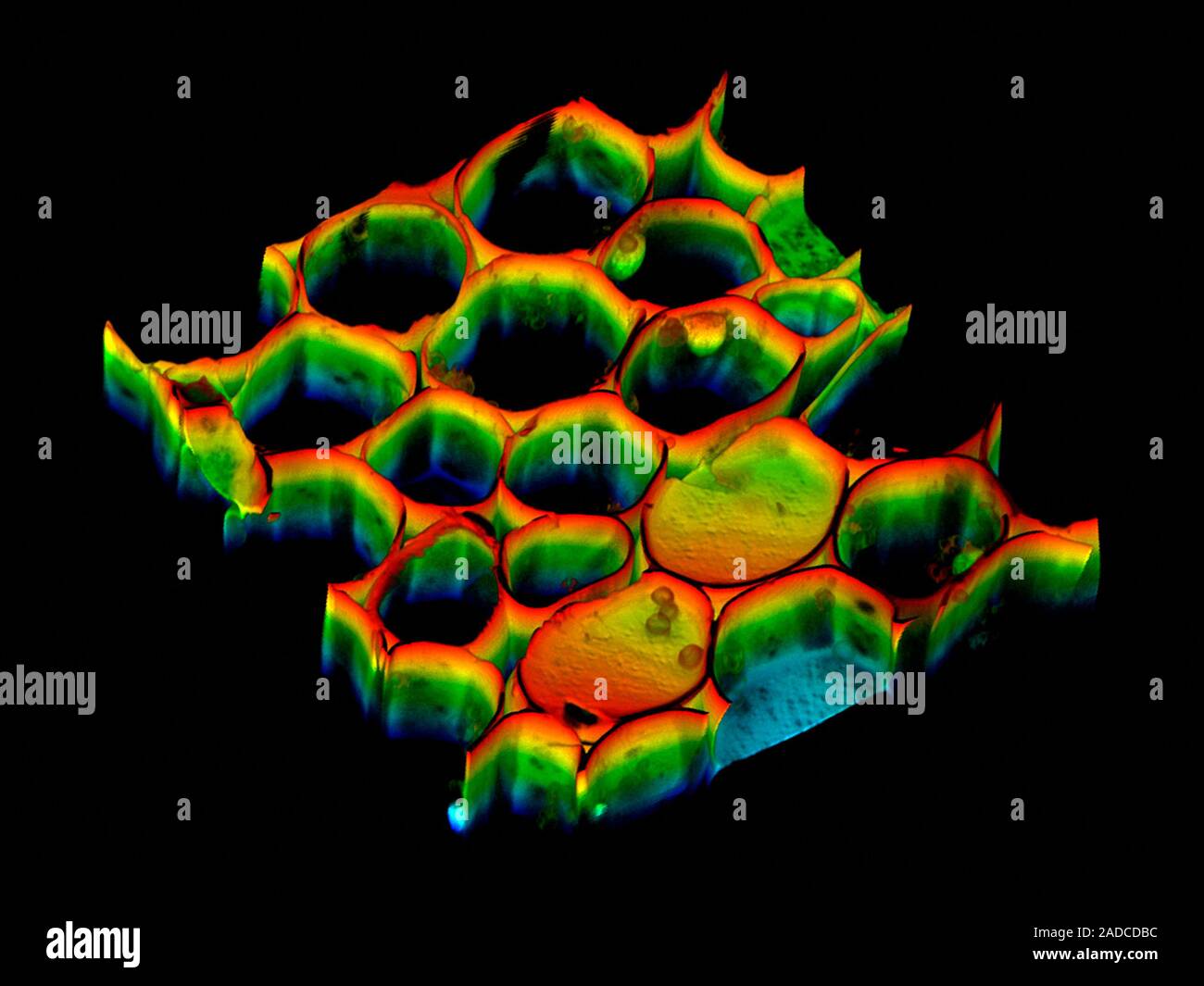 Plant tissue, confocal light micrograph. This section through tissue ...
